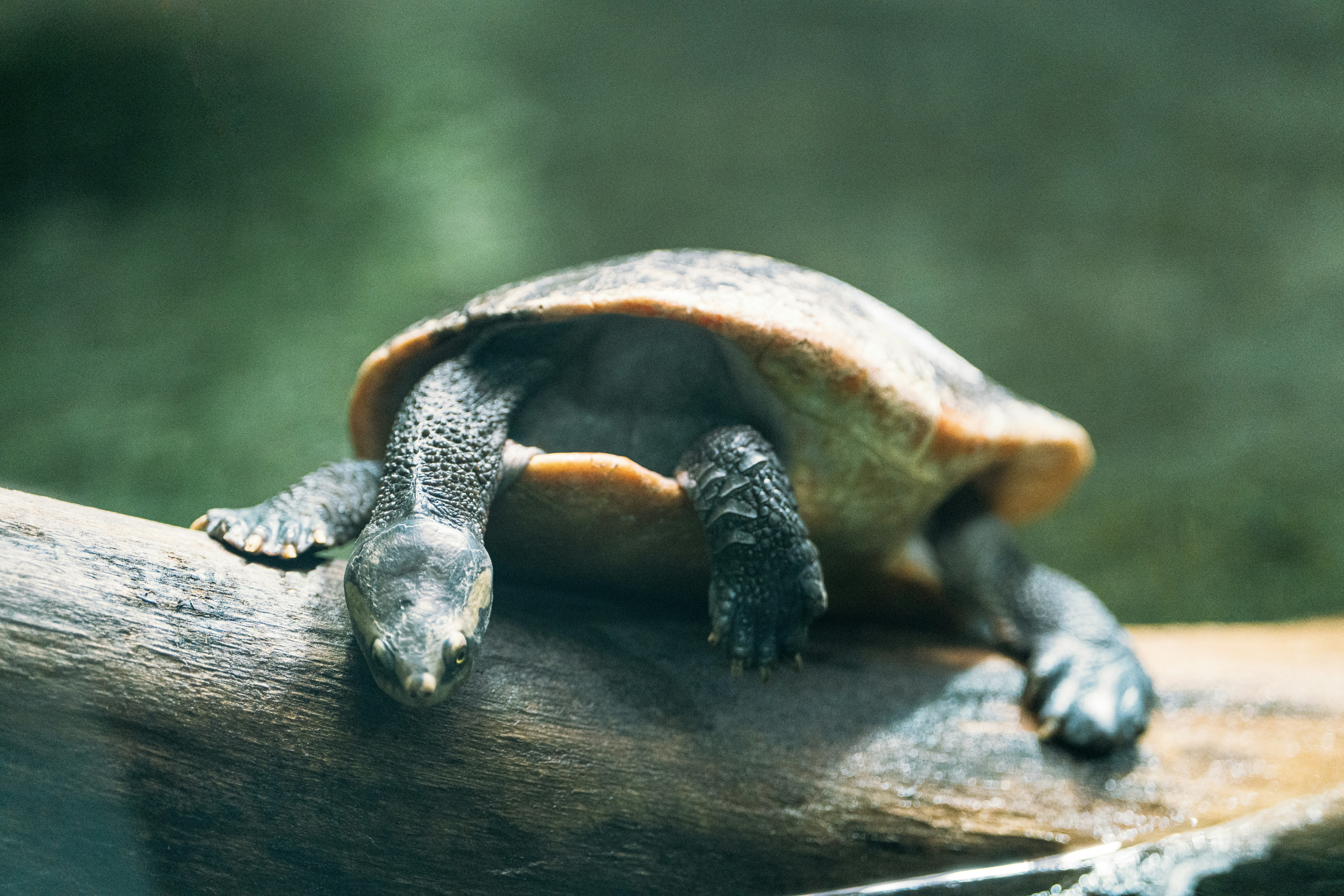 Sunlit Turtle Resting on weathered Cedar Beam