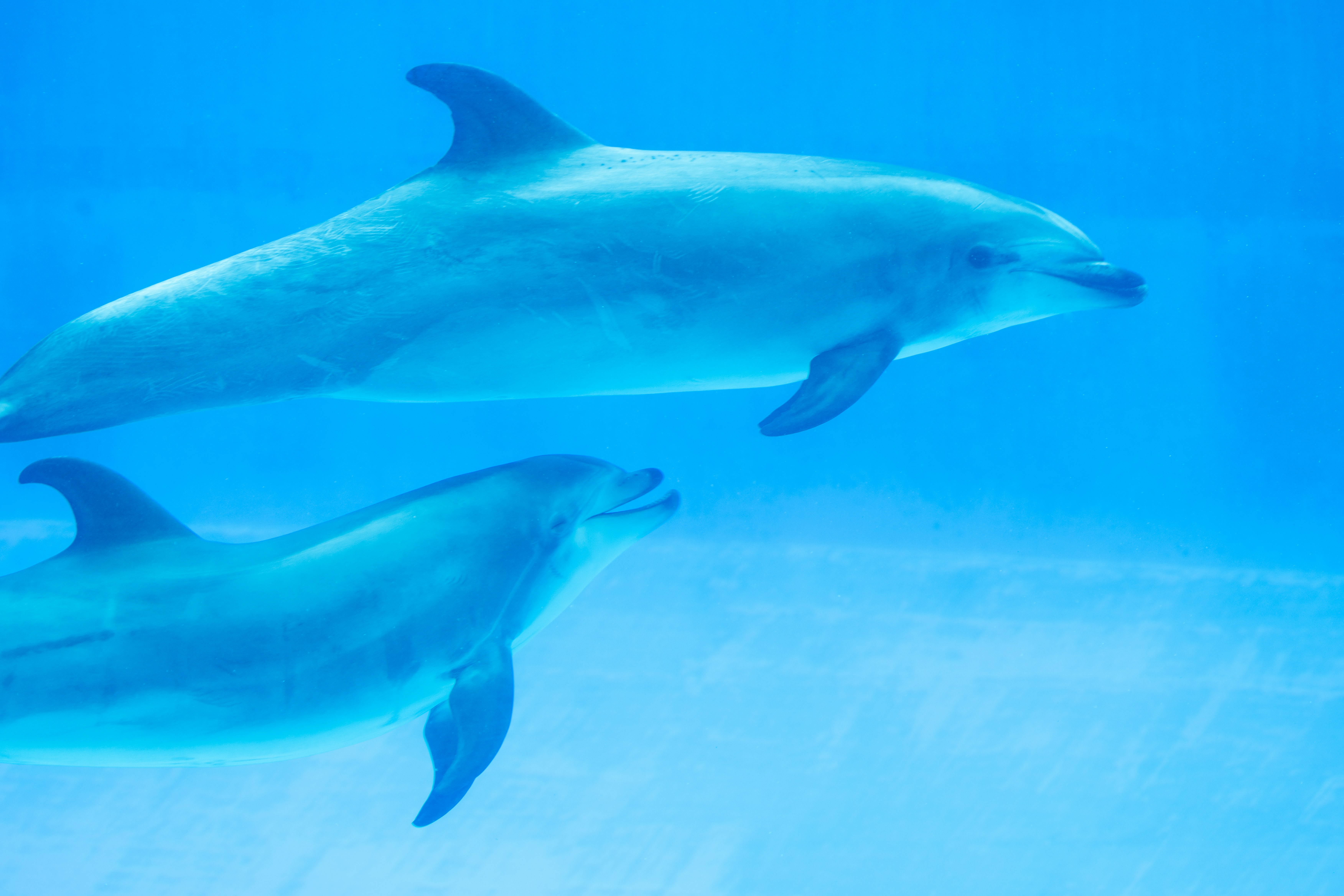 Underwater Silhouettes: Two Dolphins Glide Through Sunlit Blue