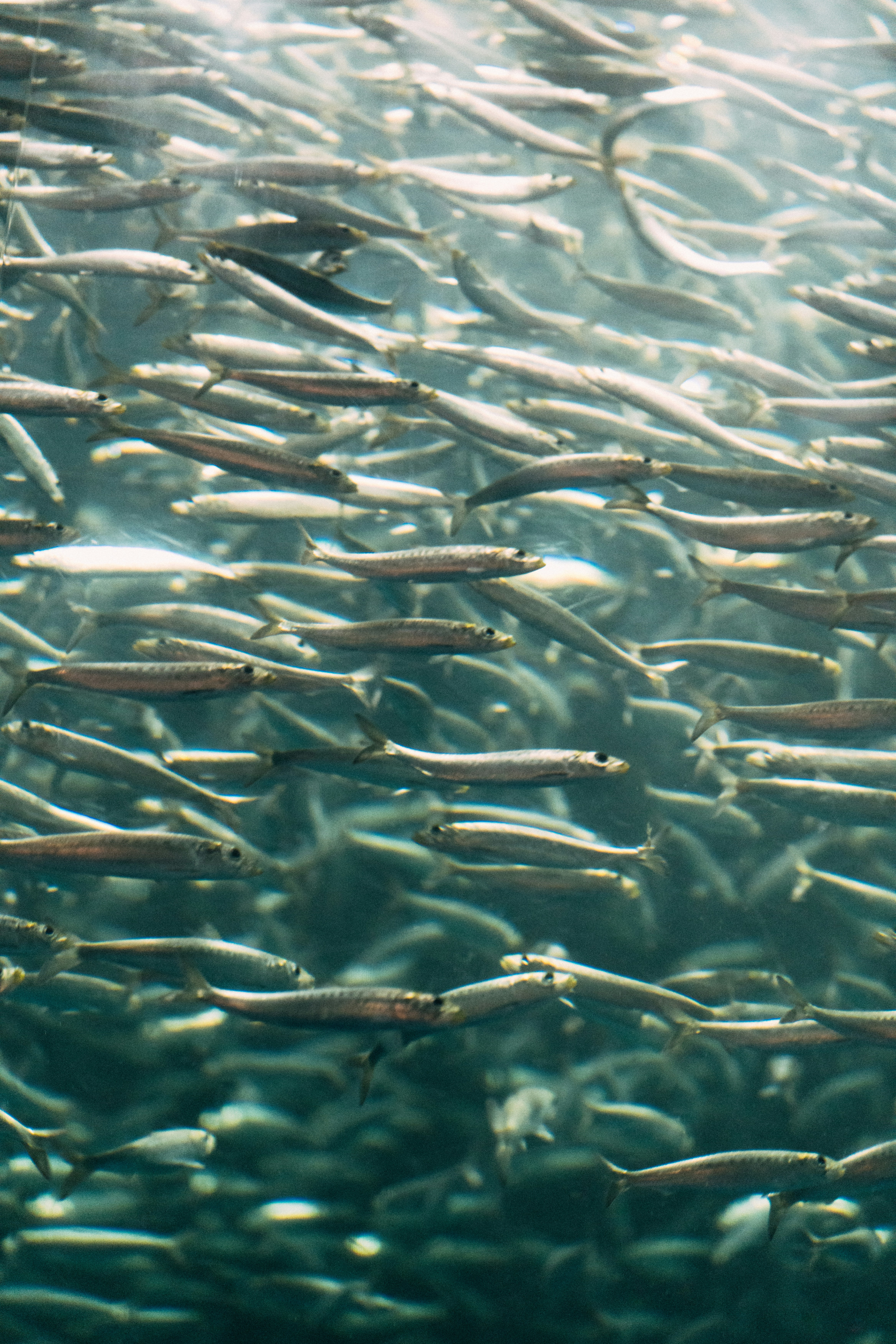 A Vortex of Silvery Shoals: Framing a Coastal School