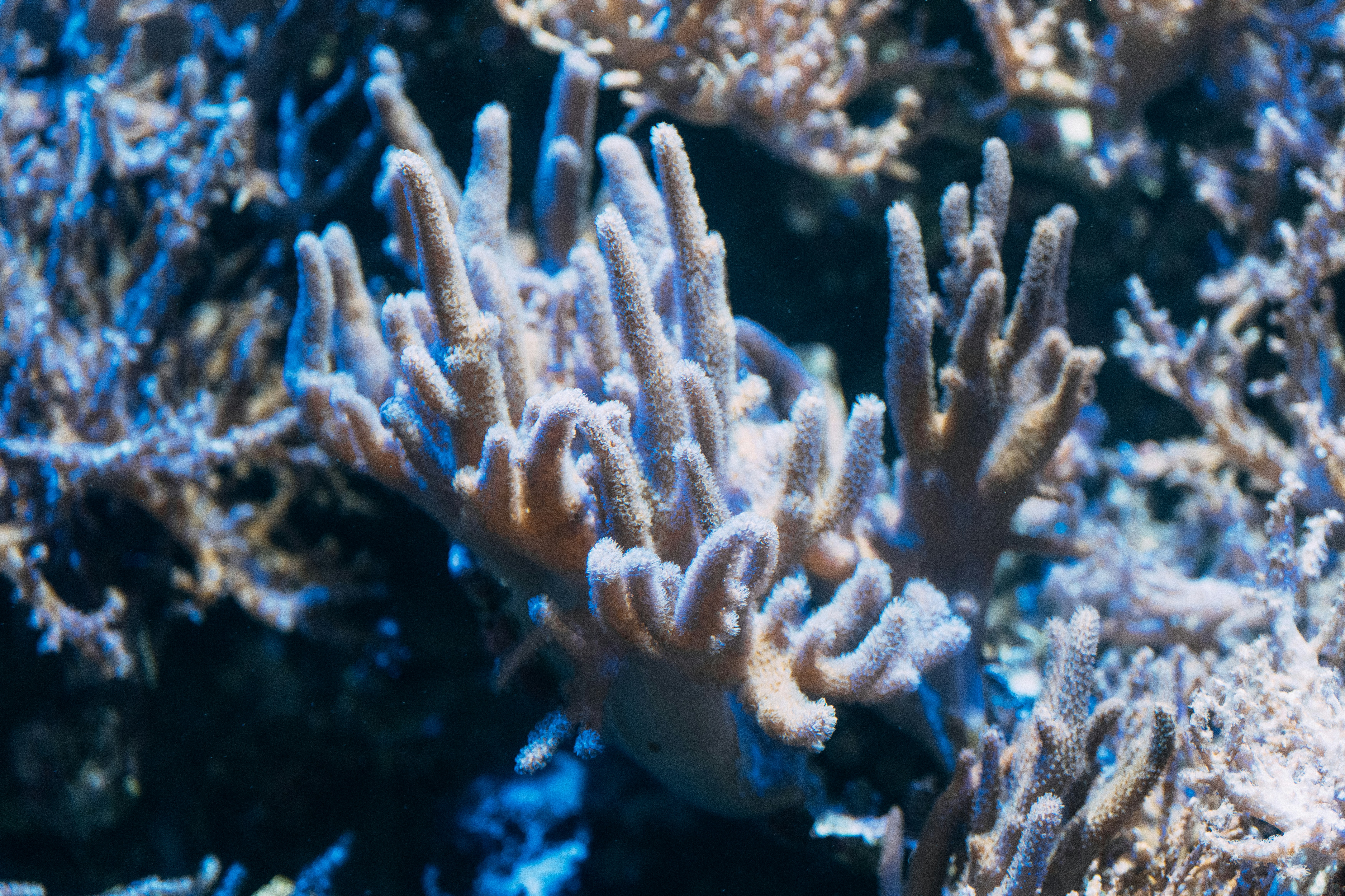 Underwater Coralscape: Soft Branches in Subtle Blue Light