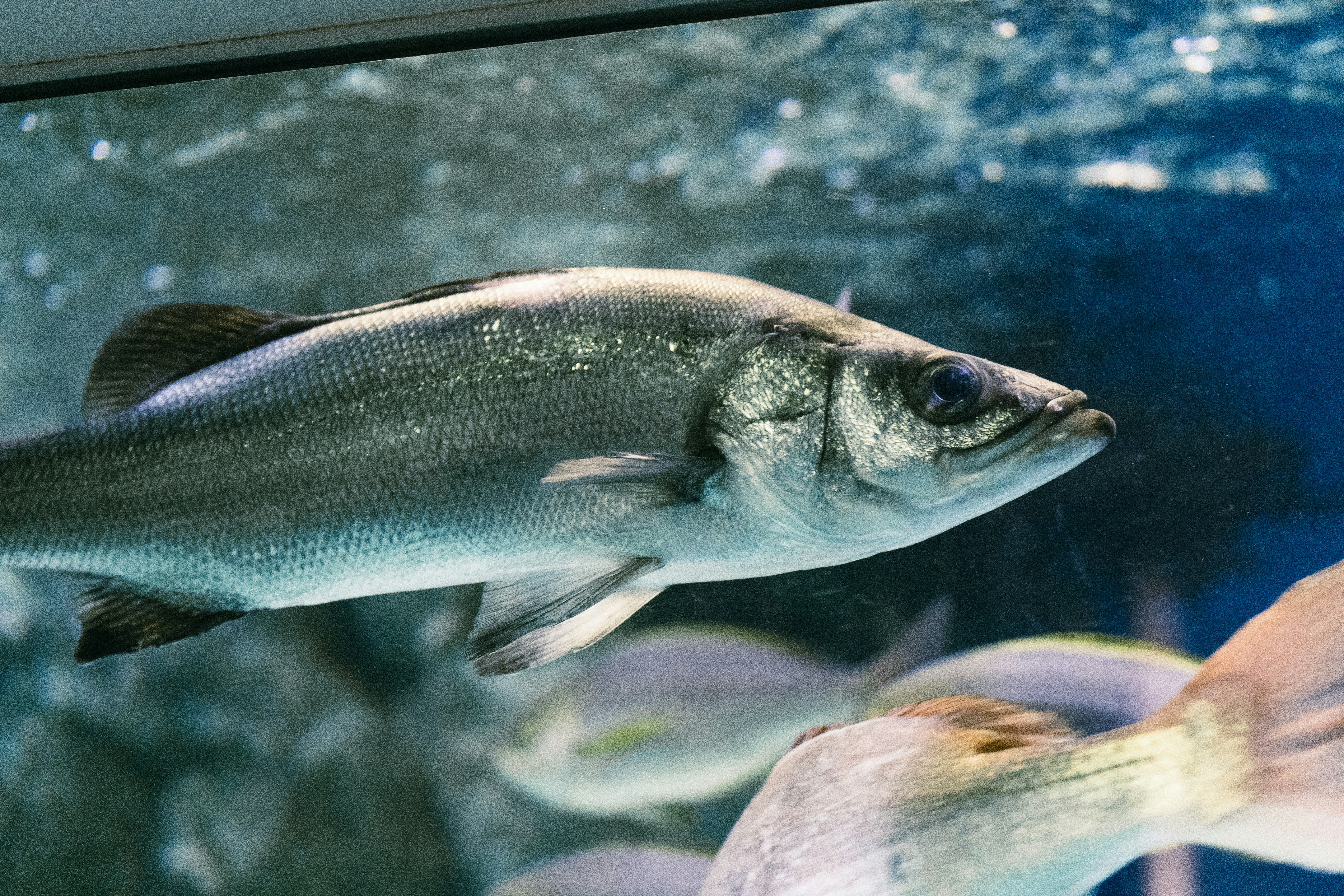 Slender Hunter: A close glimpse of a river salmon gliding through a glassy reef