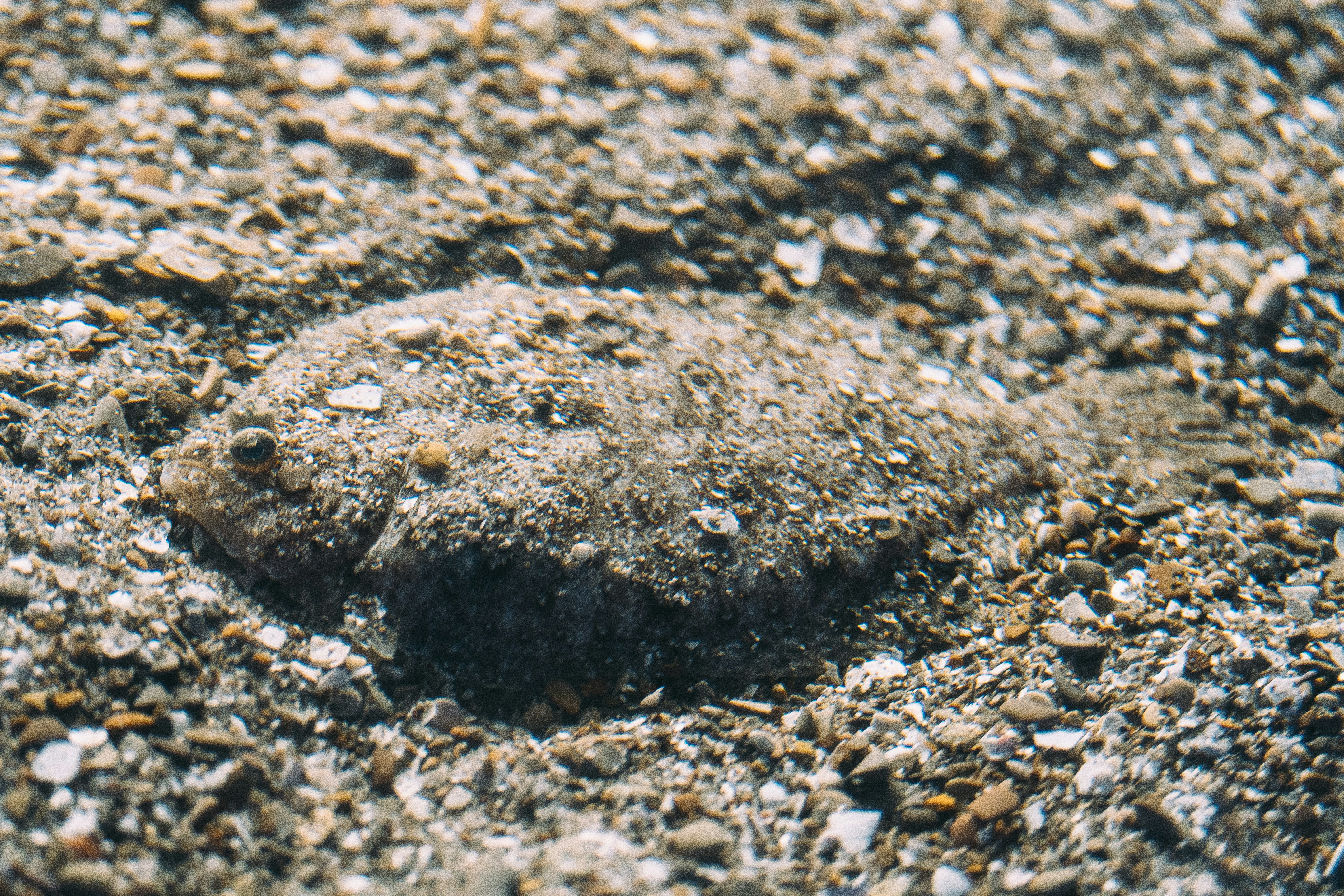 Pebble Camouflage: A Mud-Brown Flatfish-like Creature Hidden in Gravel