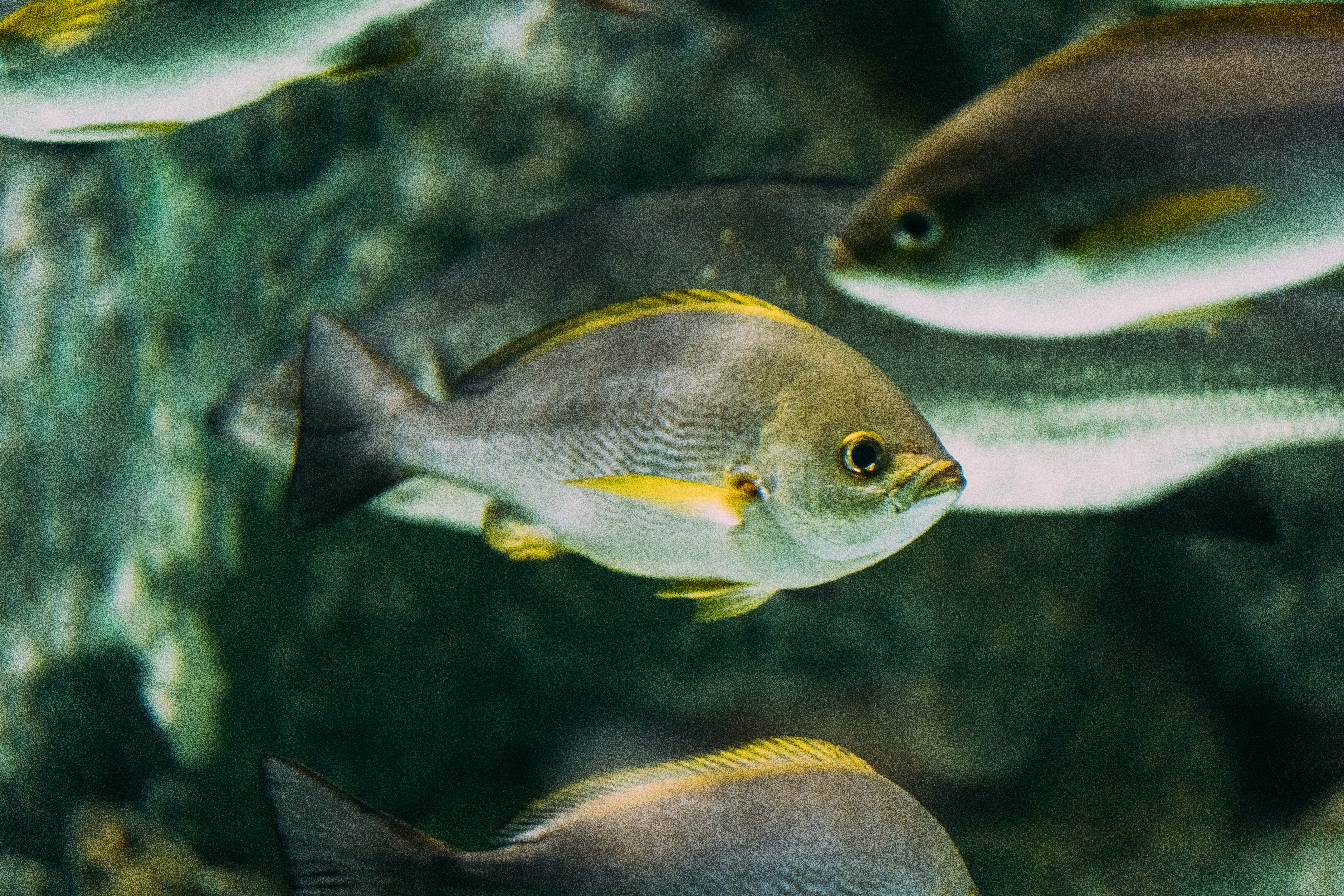 Hidden Waters: Schooling Angelfish Gliding Through Dim Reef Light