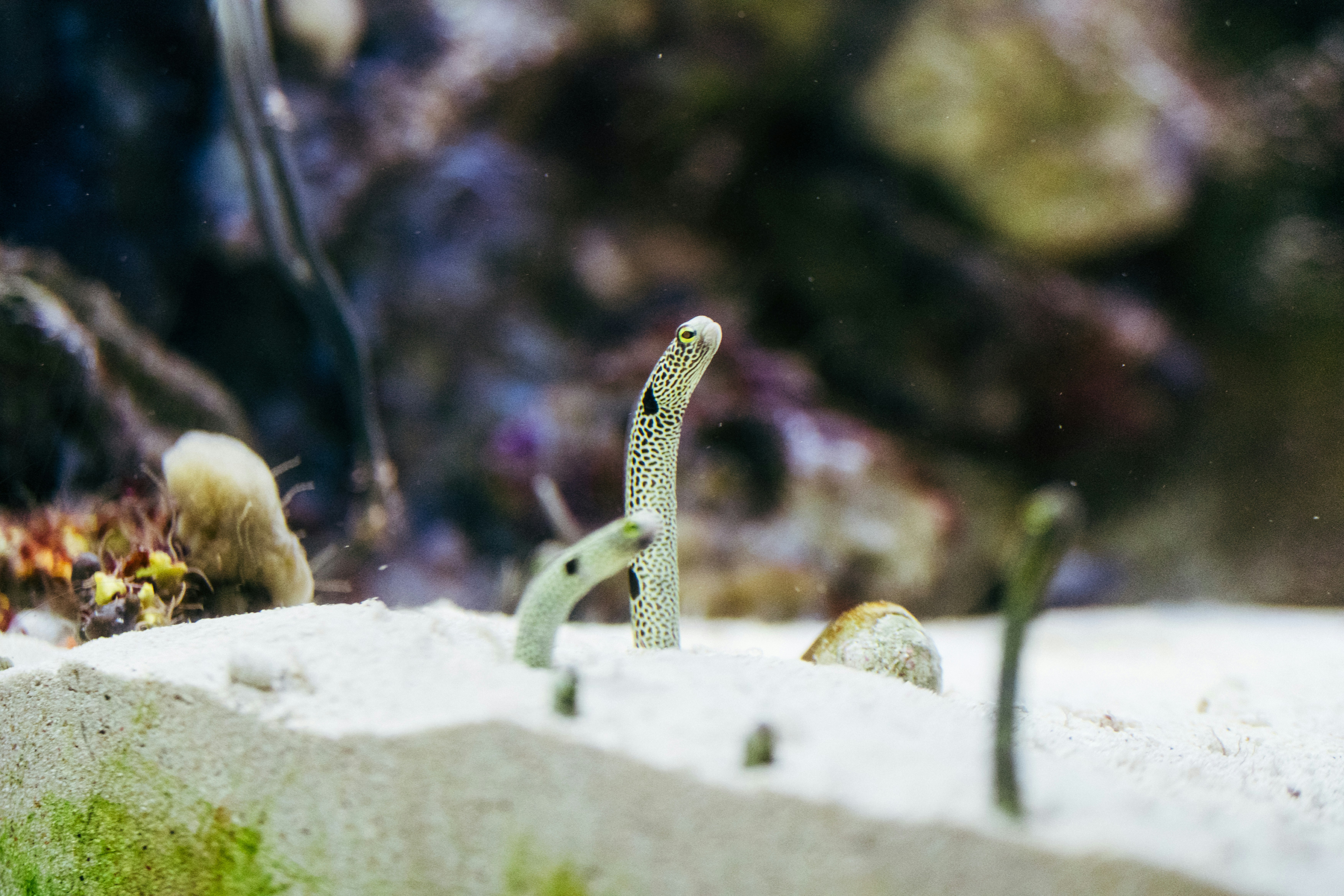 Two ghostly tubes rise from pale sand, framed by a soft reef backdrop