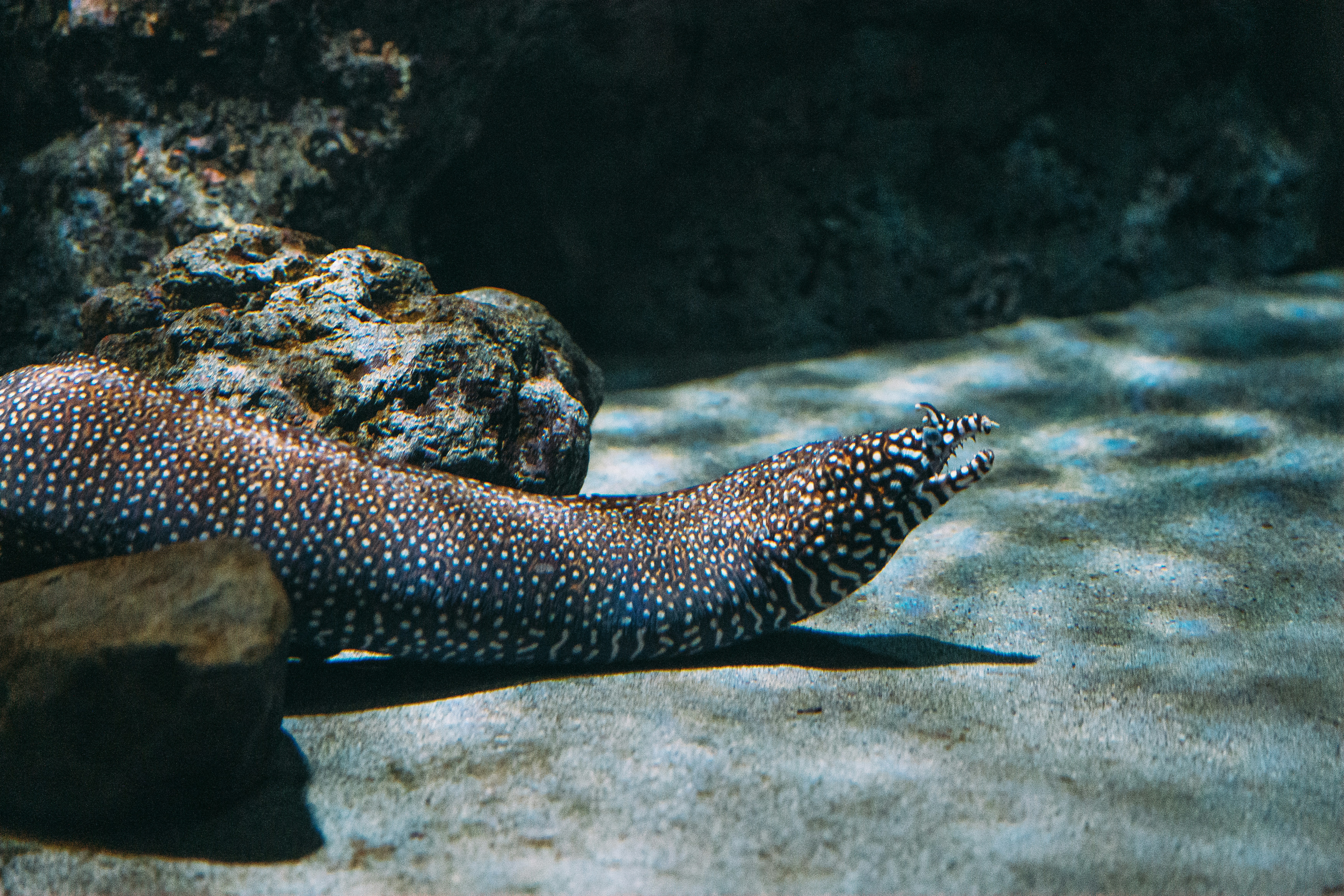 Curved Arm of the Sea Star Reaching Across the Sandy Reef