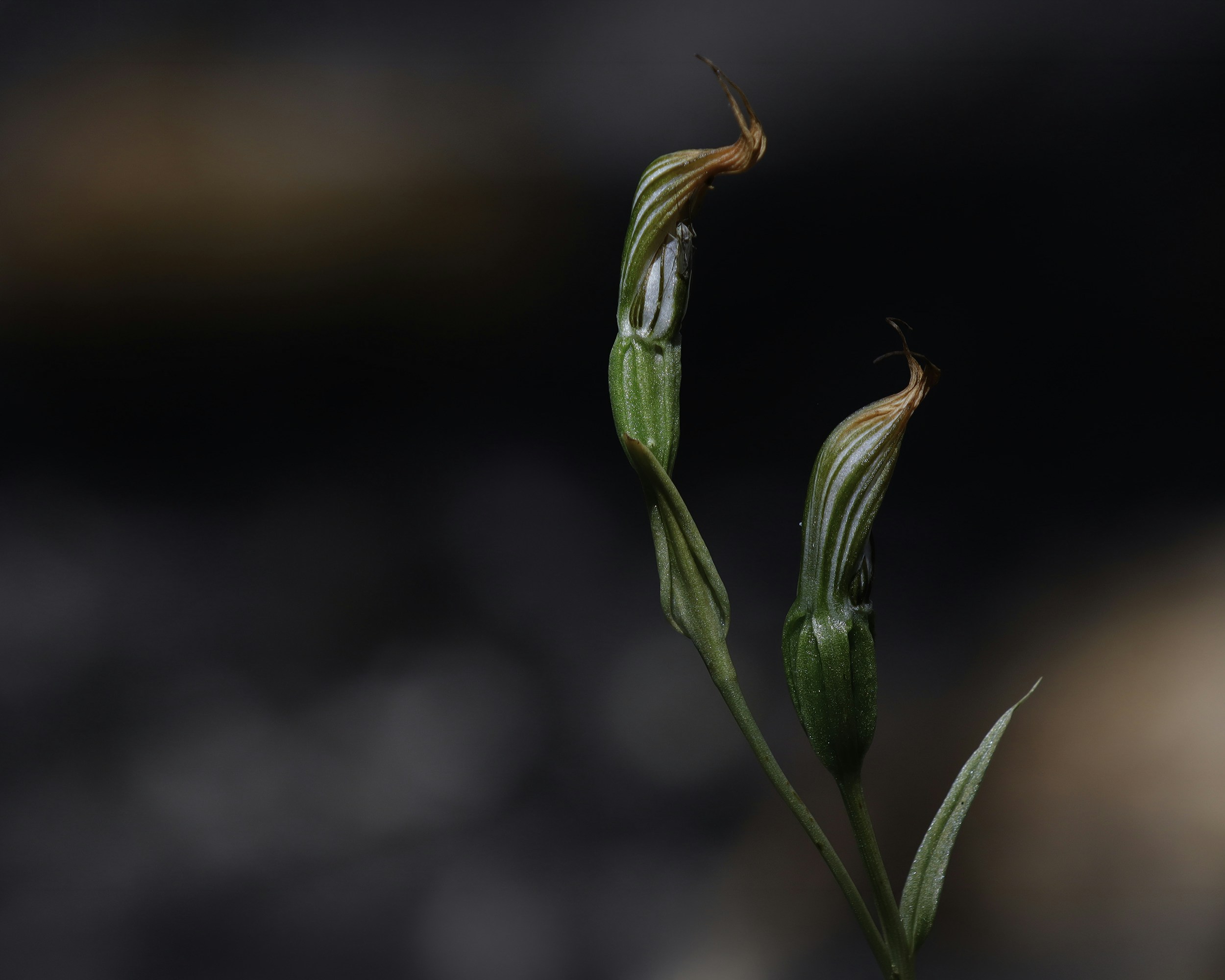 Tender Buds: A Macro Portrait of Emerging Seed Pods