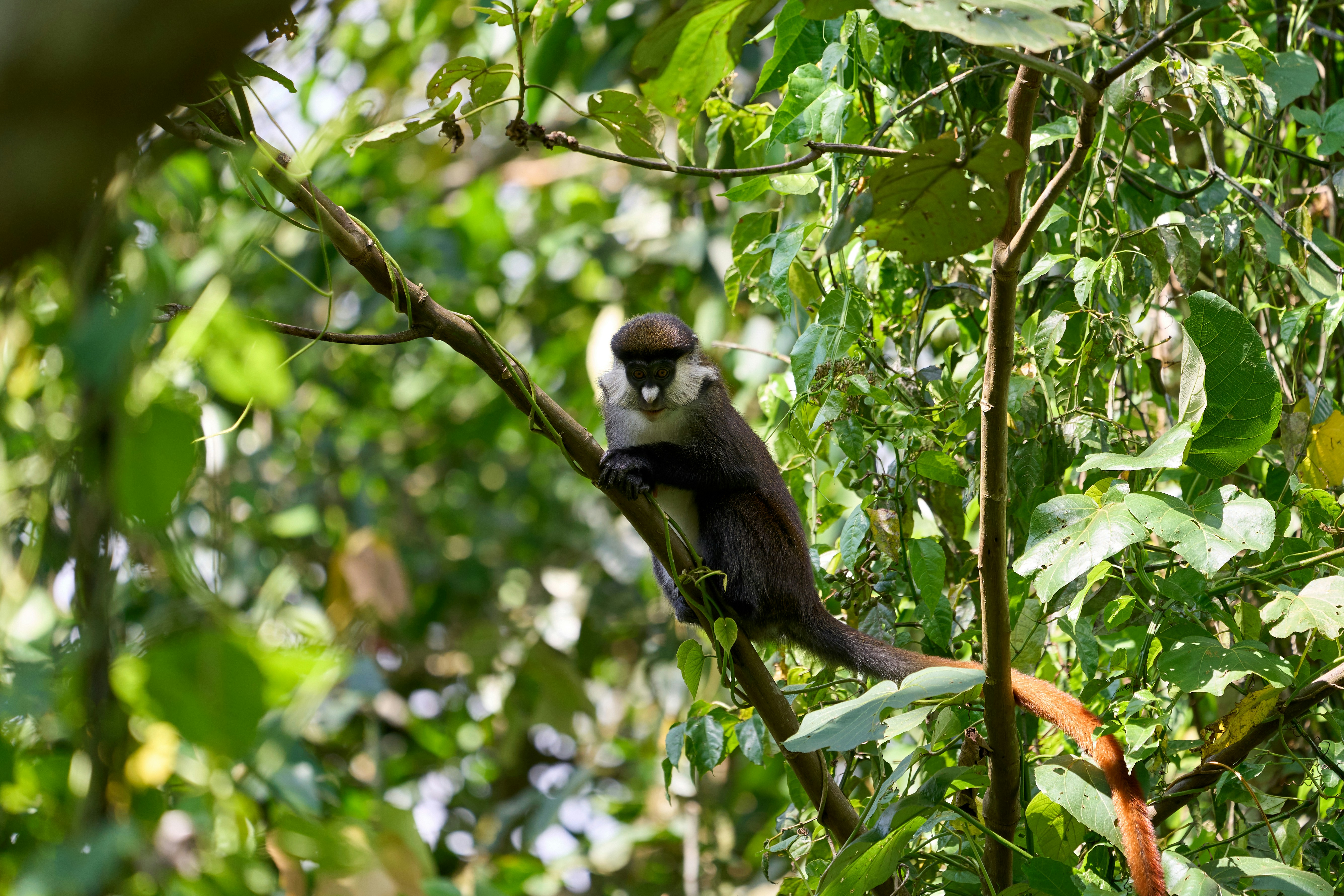 Solitary Common Marmoset perches amid sun-dappled foliage