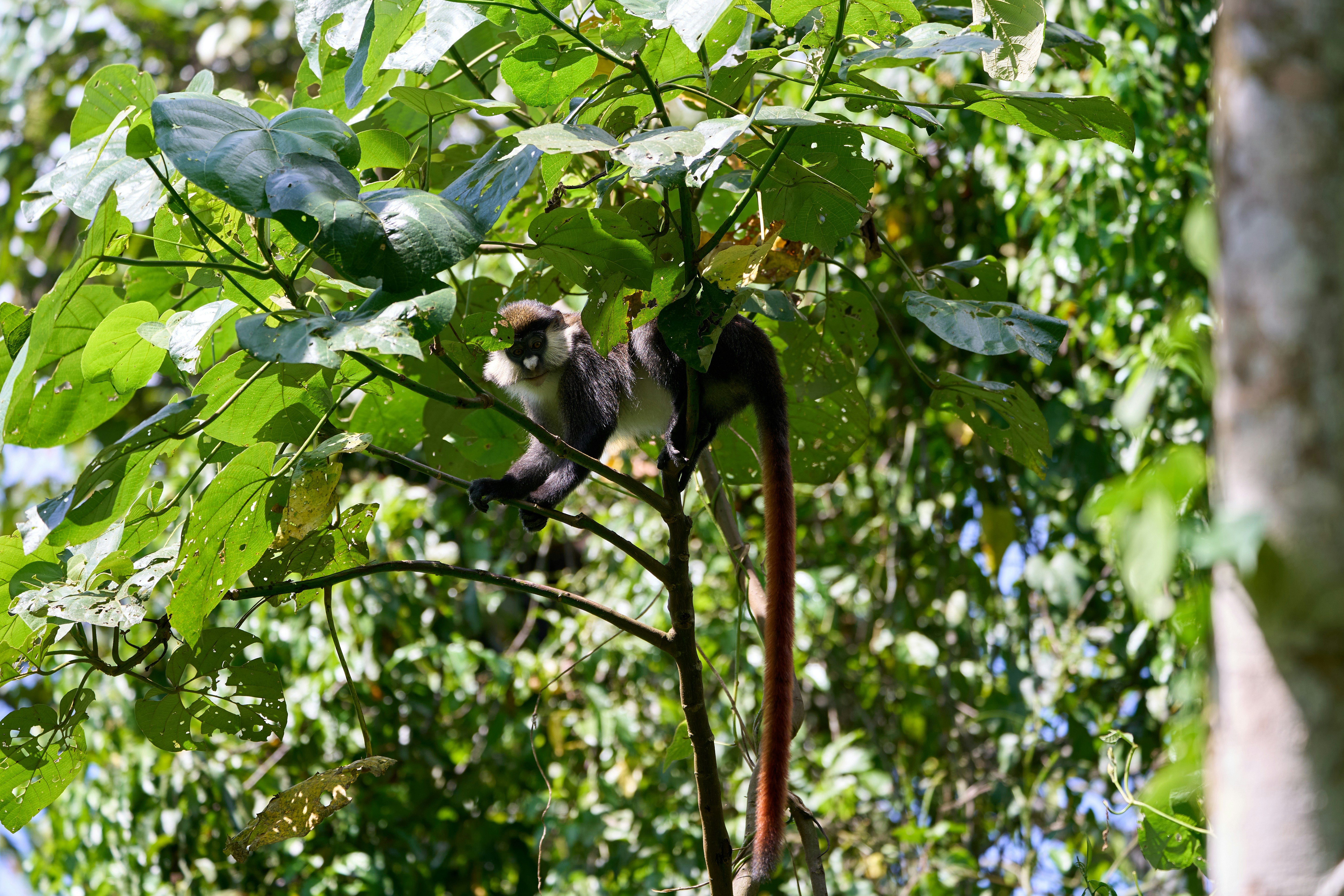 Hidden Primate in the Canopy: A Striking Moment in Dappled Light