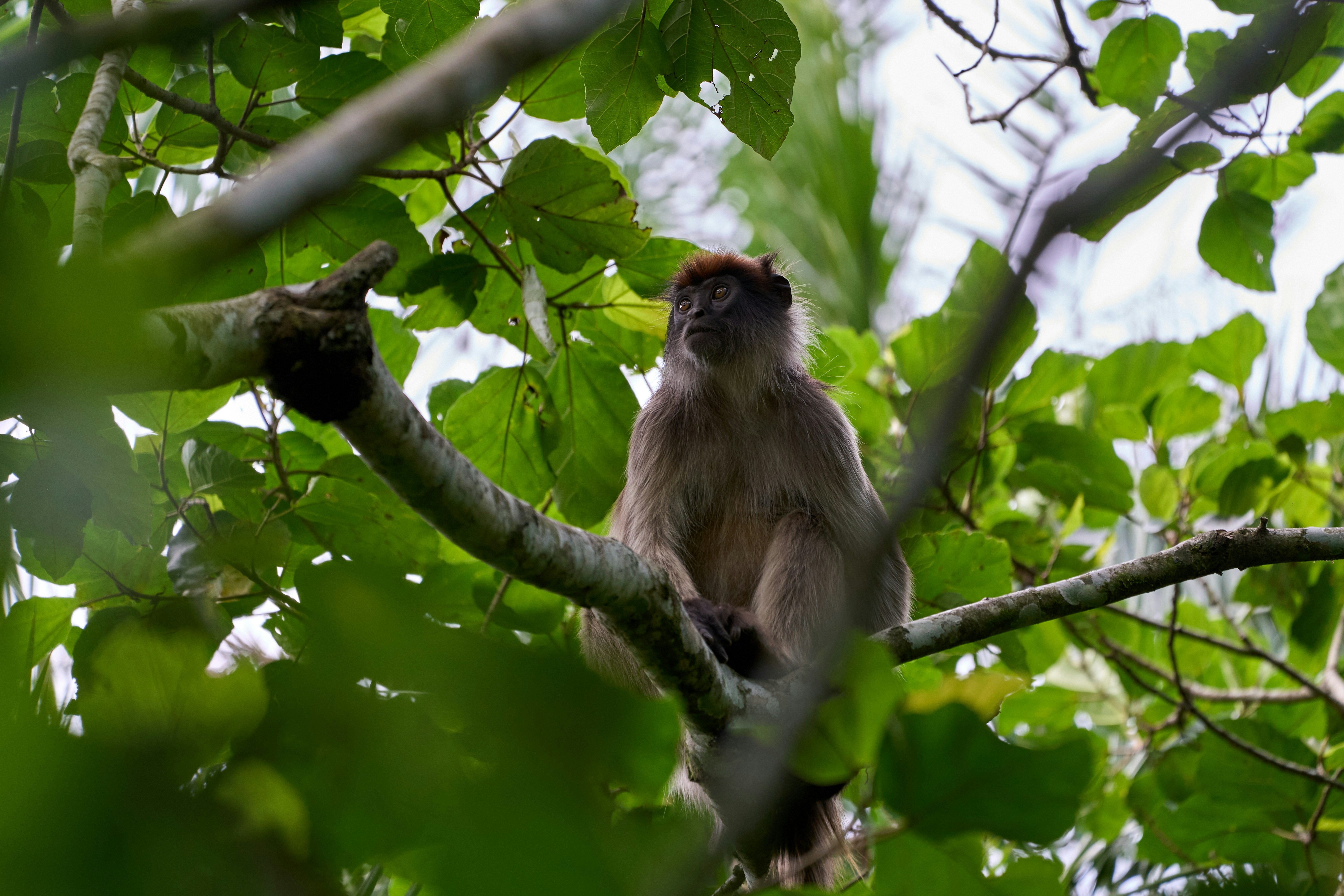 Watchful Squirrel Monkeys in a Lush Canopy
