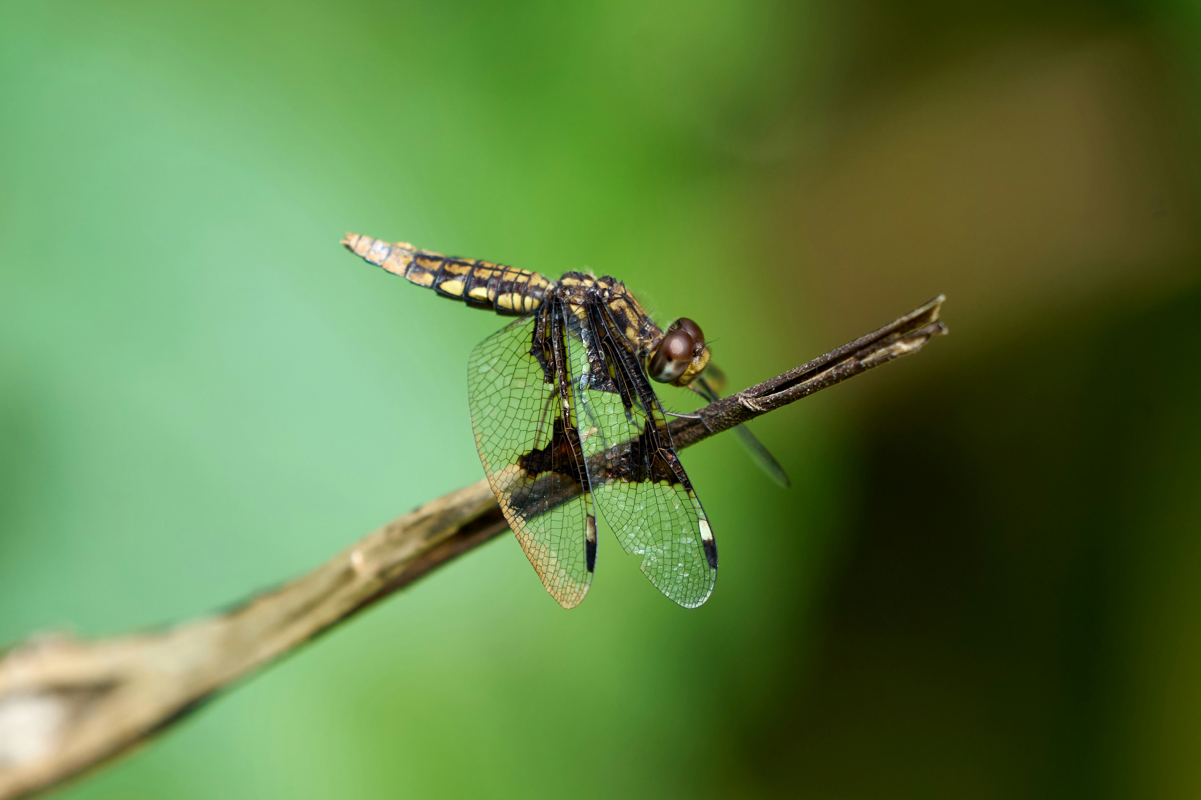Dragonfly on a Twig: Tiny Precision in Focus