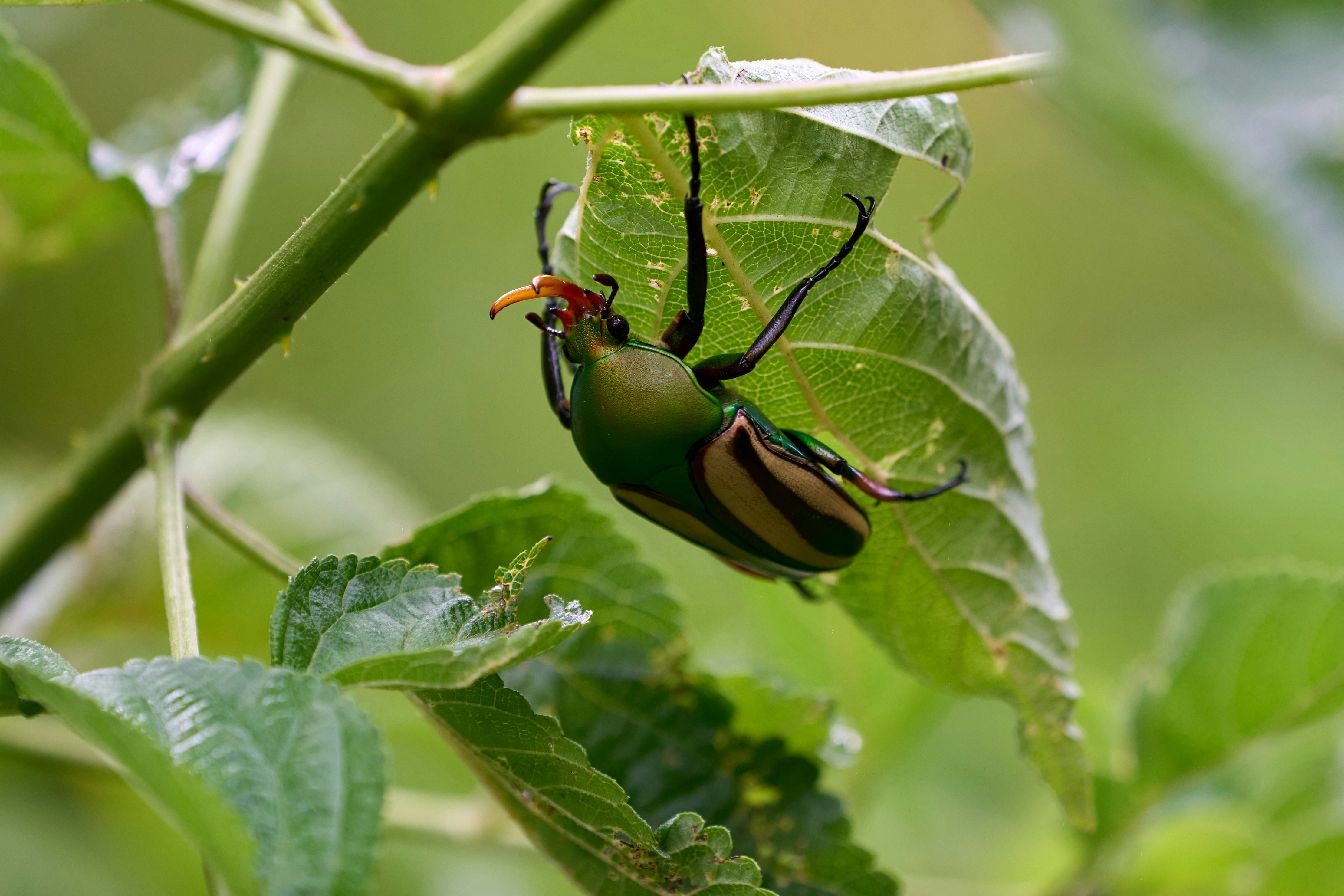 Emerald Beetle Clings to Veil of Green