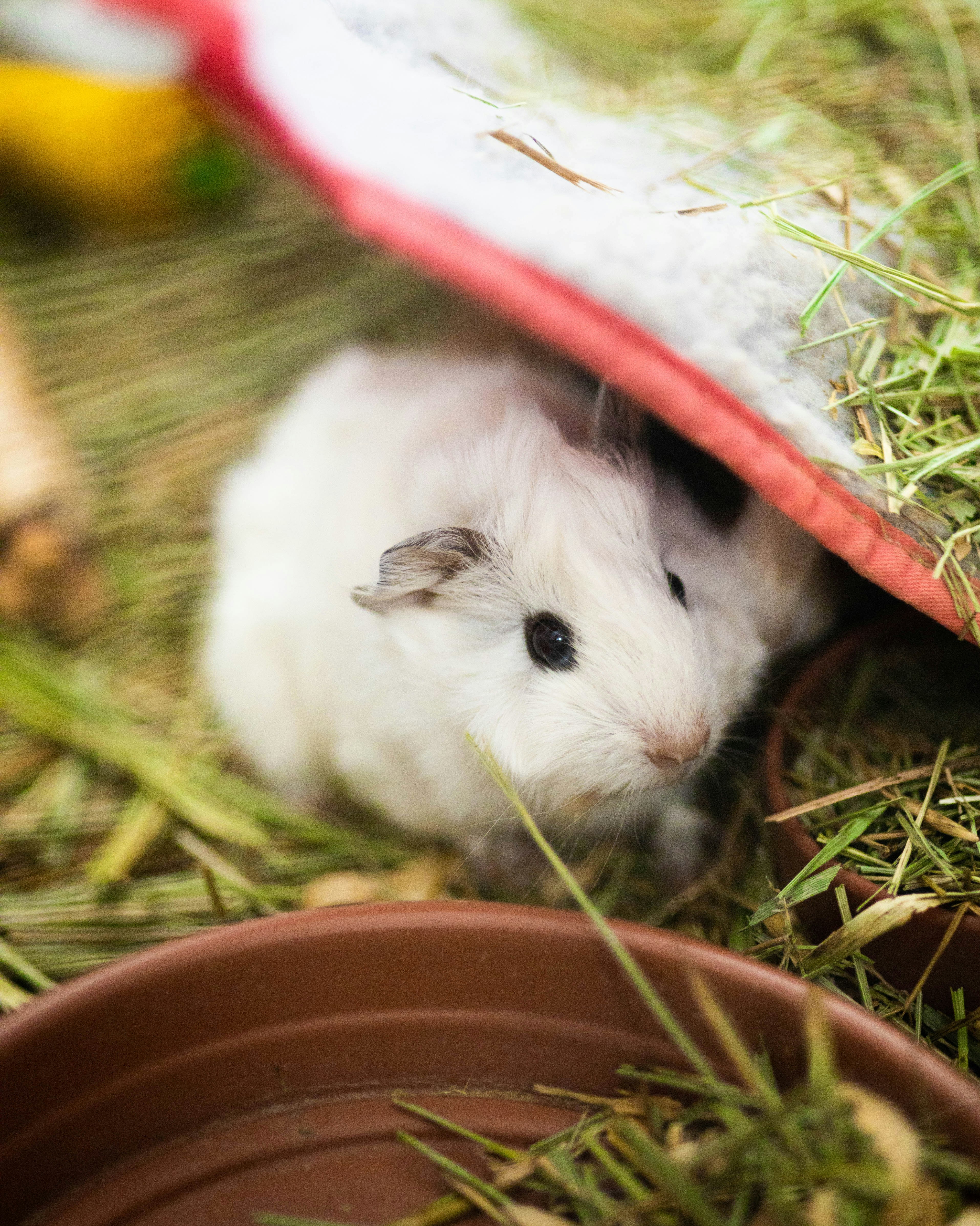 Small white guinea pig peeks from a shaded hay hideout, with soft fur and dark eye, surrounded by grass and a brown dish.