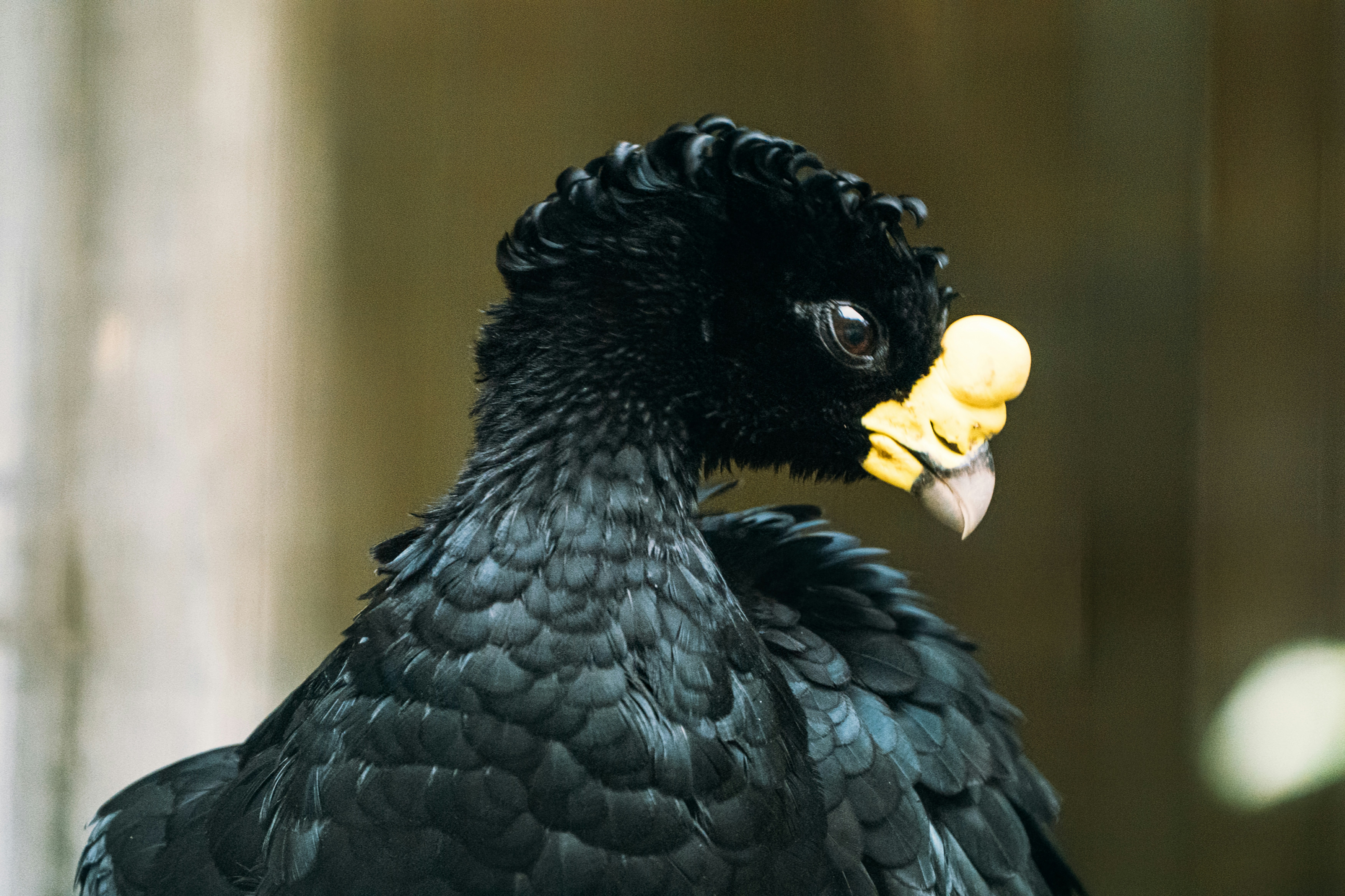 Black bird with a yellow wattle and crested head feathers