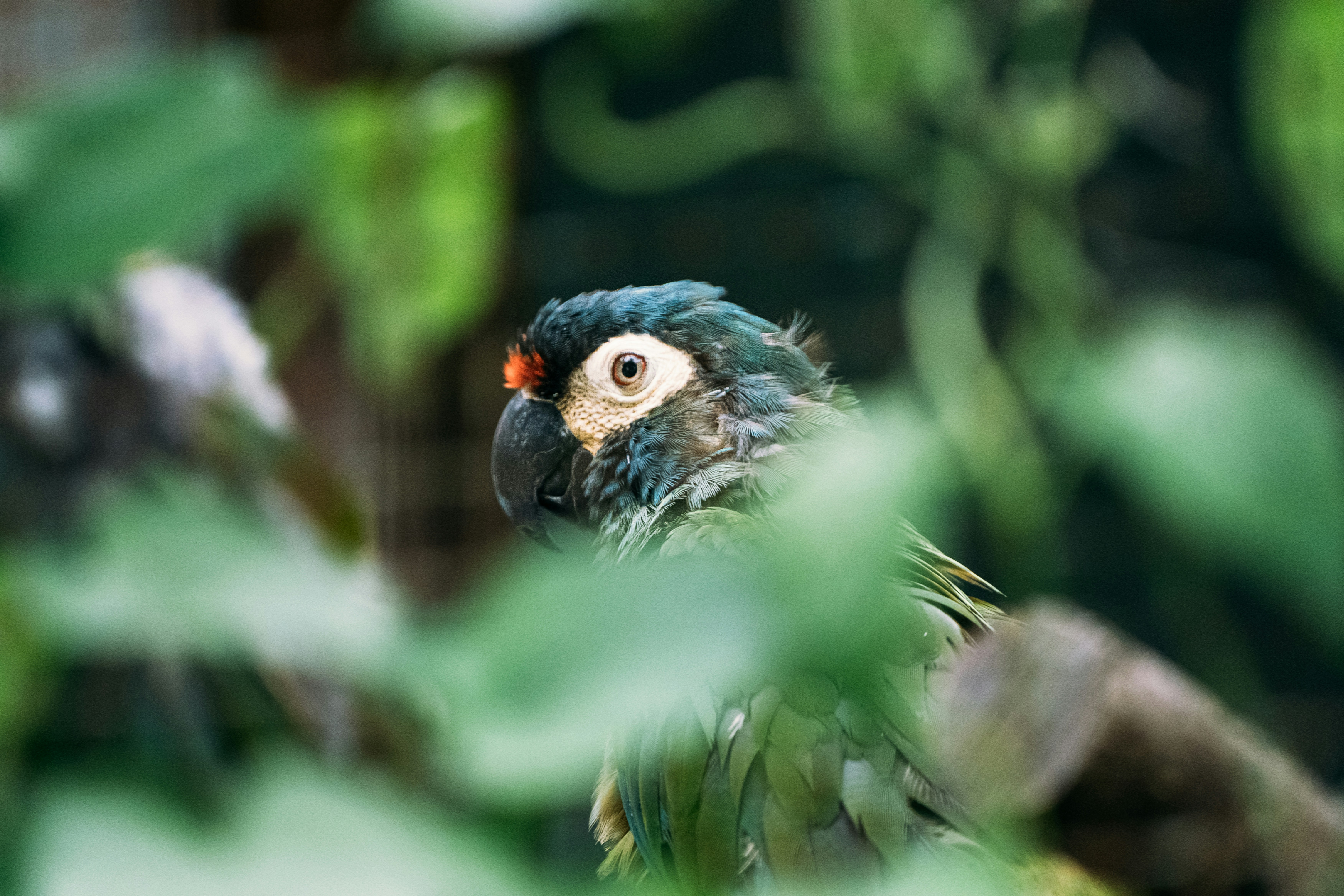A blue and white parrot peeking through green leaves.