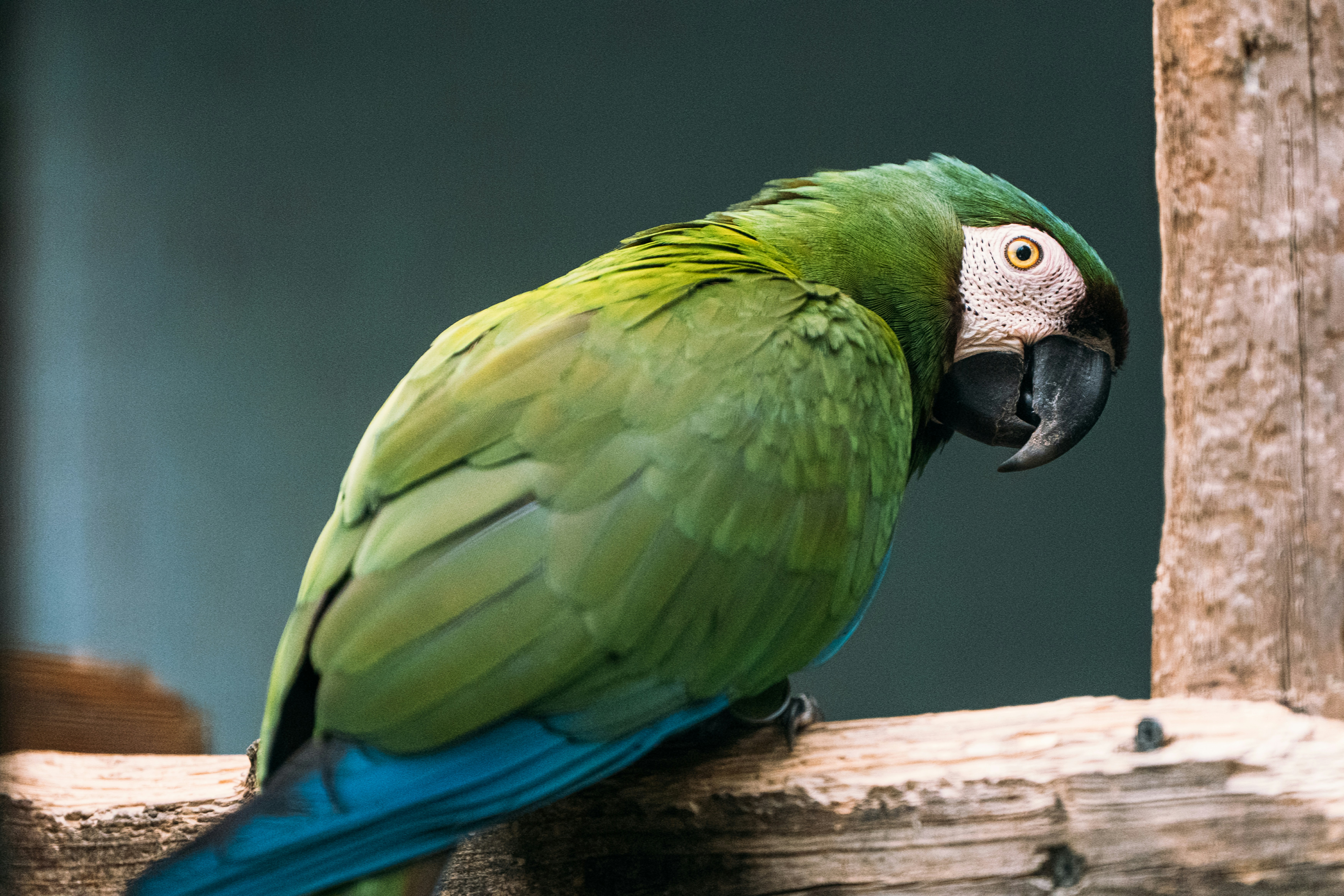 Emerald Parrot on Weathered Perch