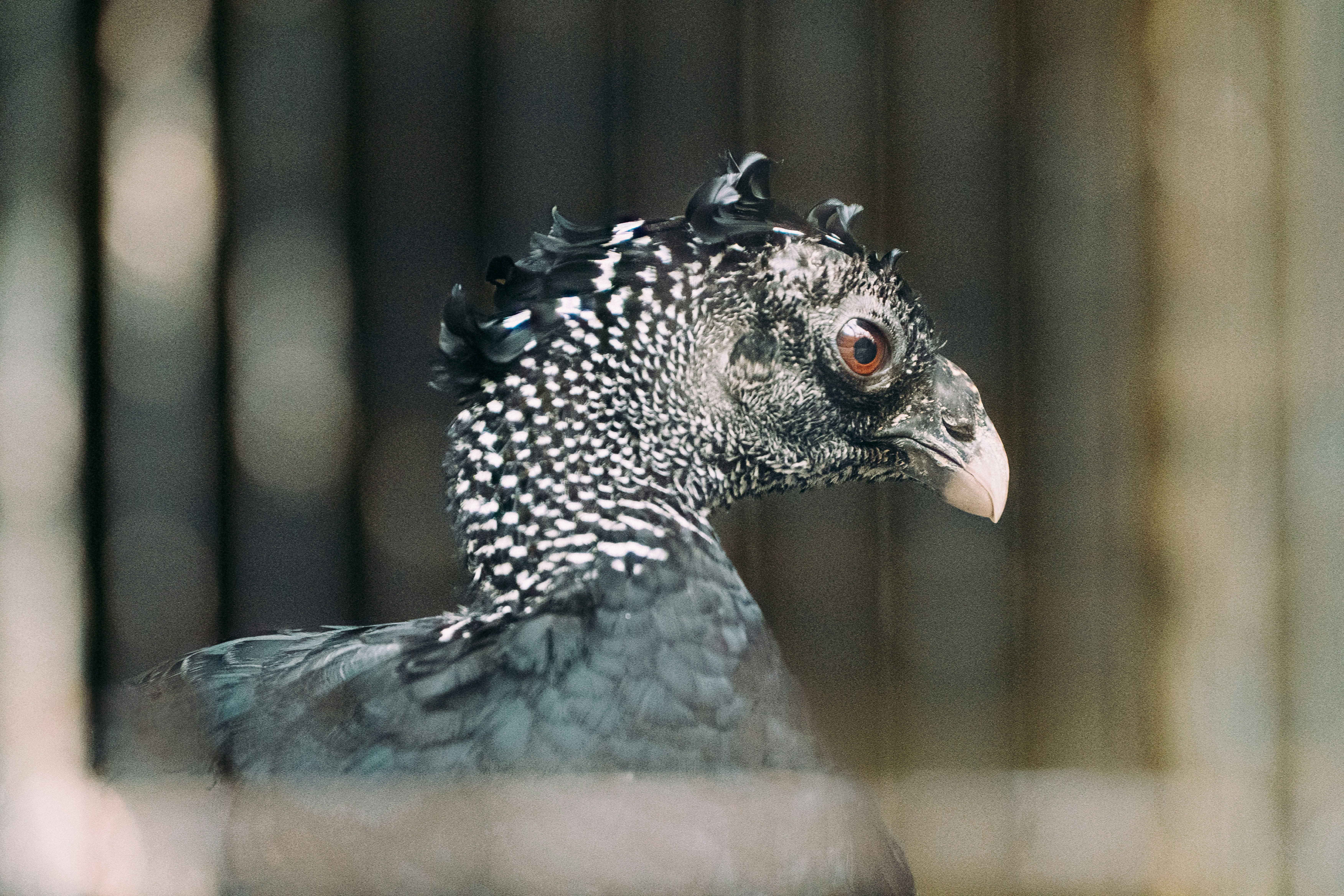 Crested Quill Profile: Portrait of a Tufted Bird in求 Cage Light