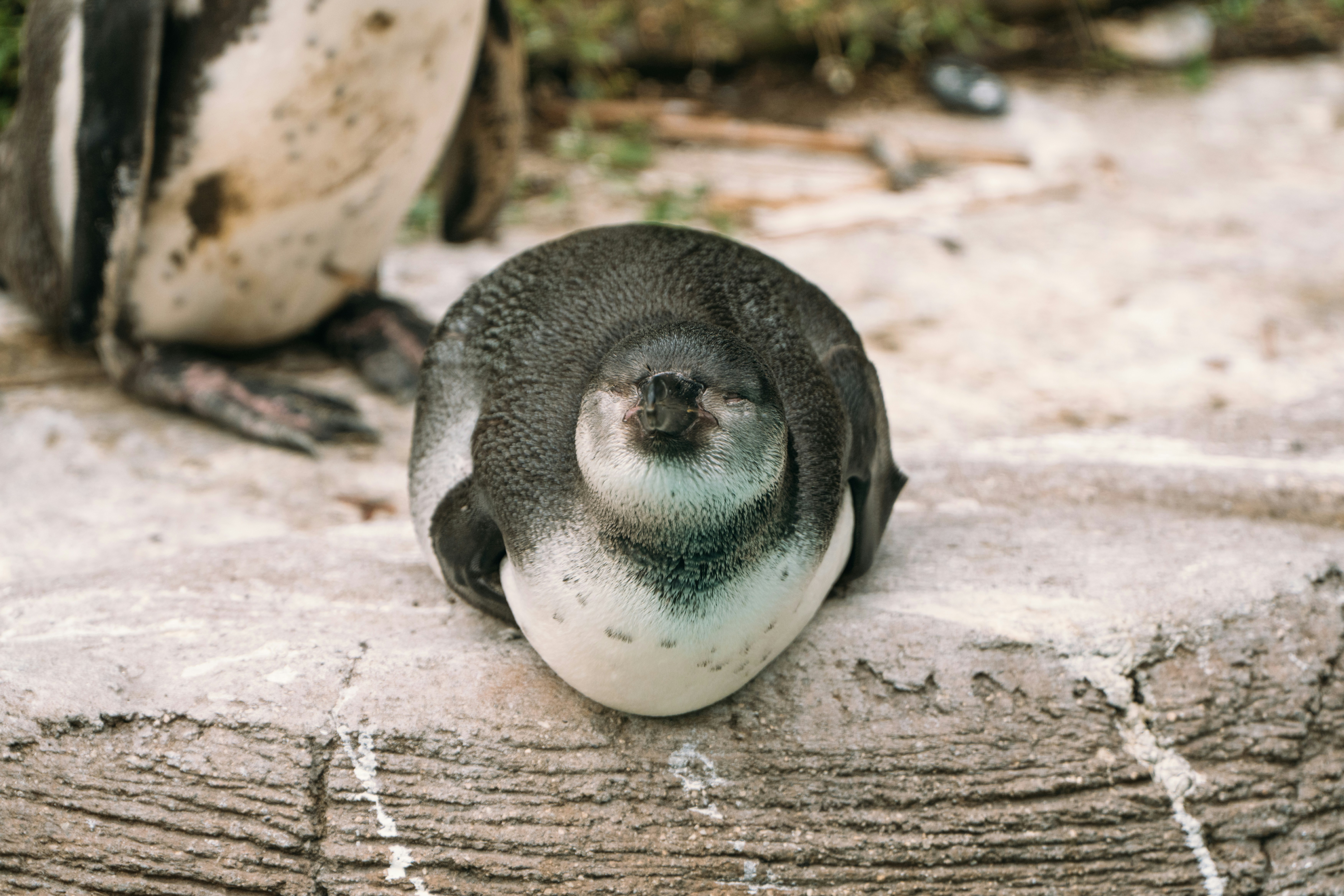 Pebble-Perched Penguin: A Quiet Moment on a Weathered Edge