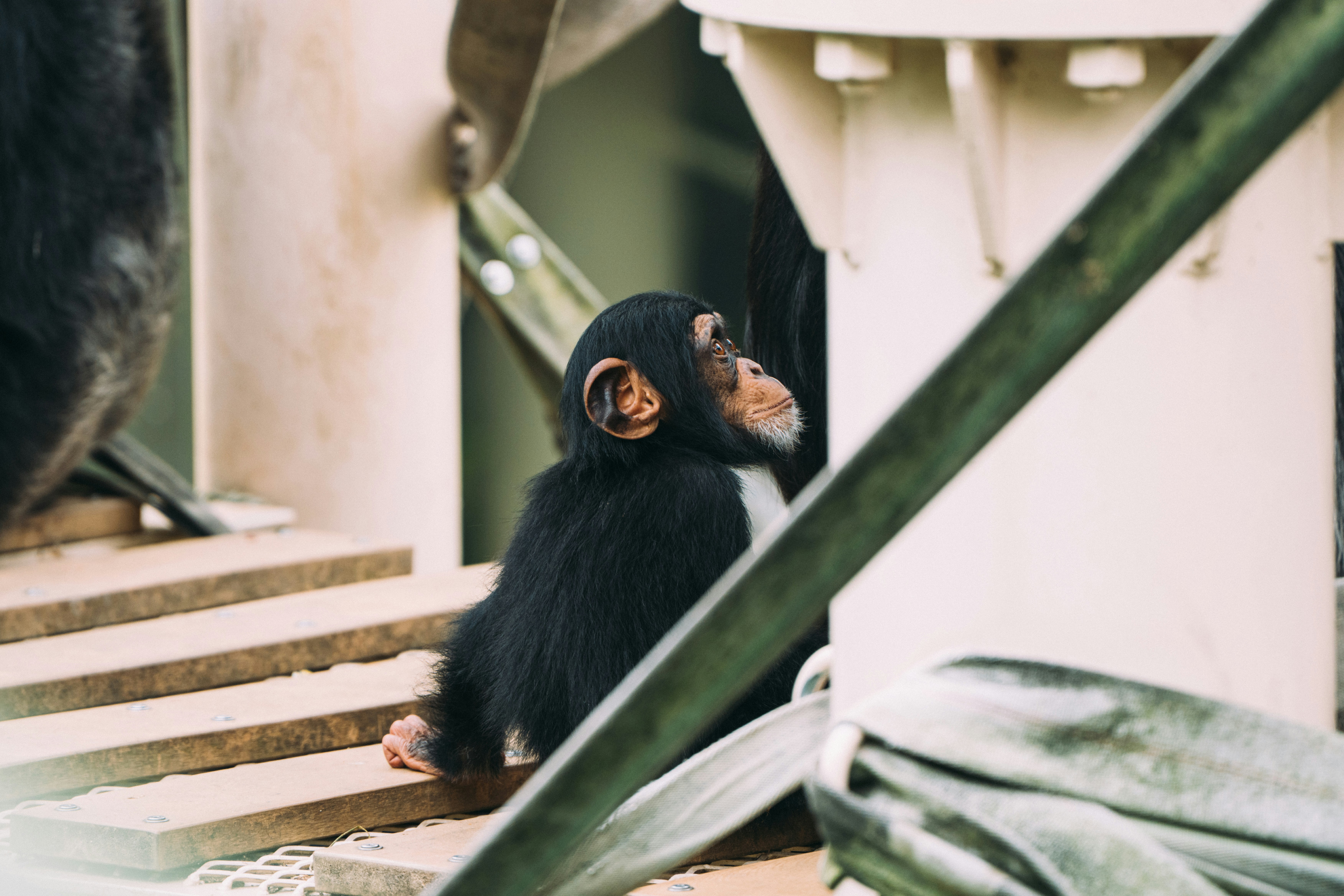 Young chimp on a wooden platform, eyes lifted toward a distant point