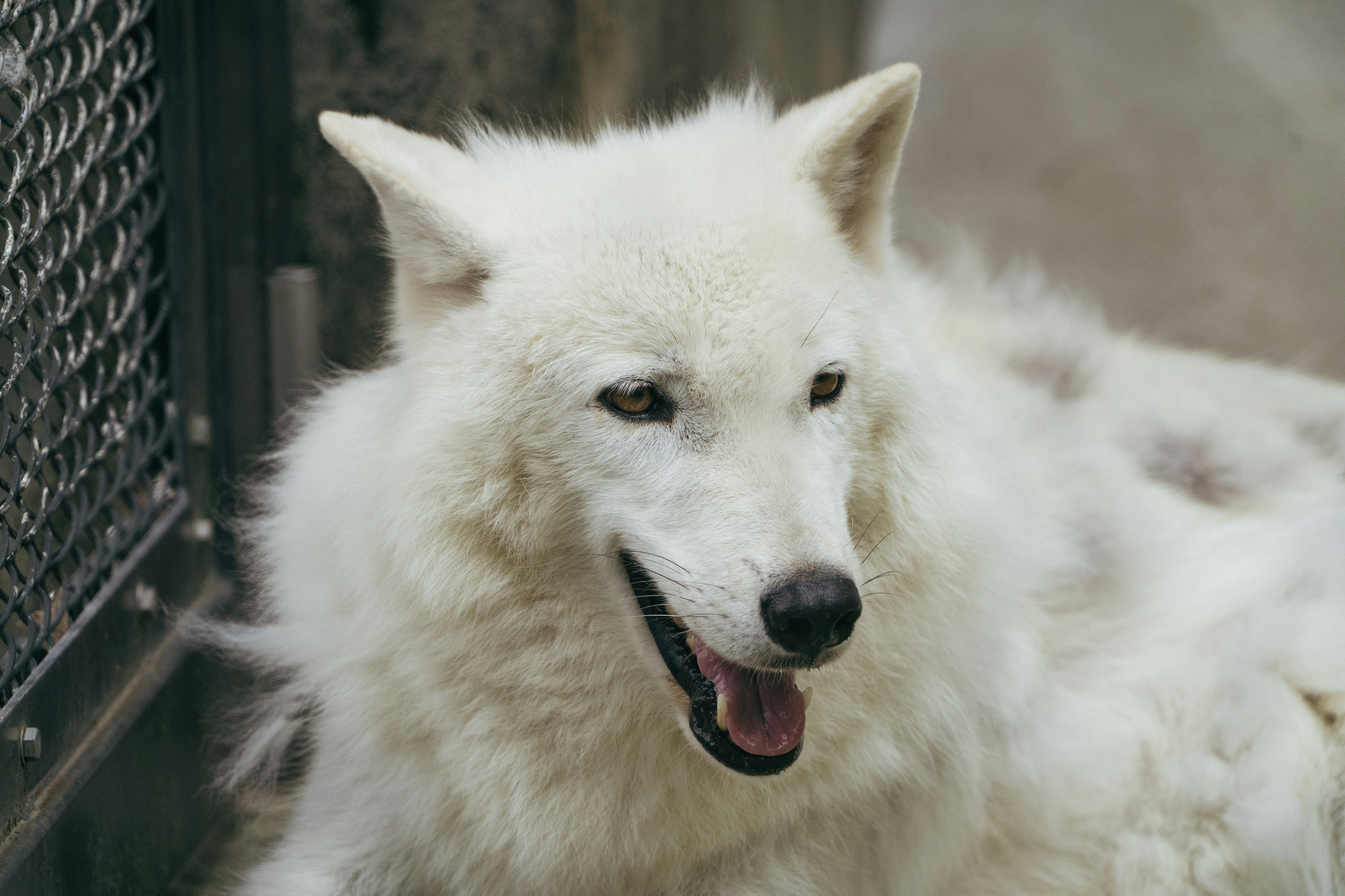 White Arctic Truth: A Candid Moment with a Gentle Gaze