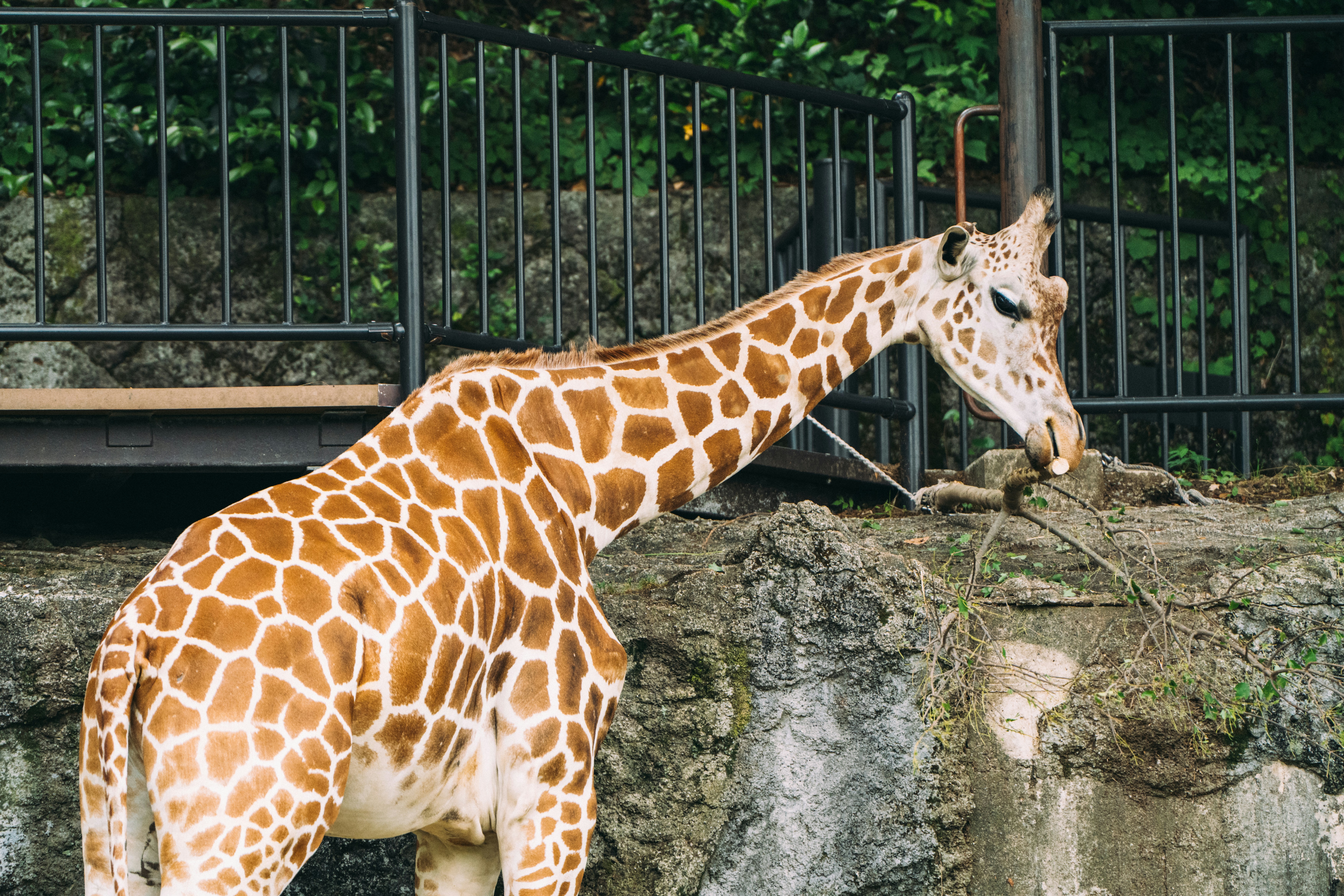 Giraffe by the Mossy Wall: A Gentle Reach for the Green