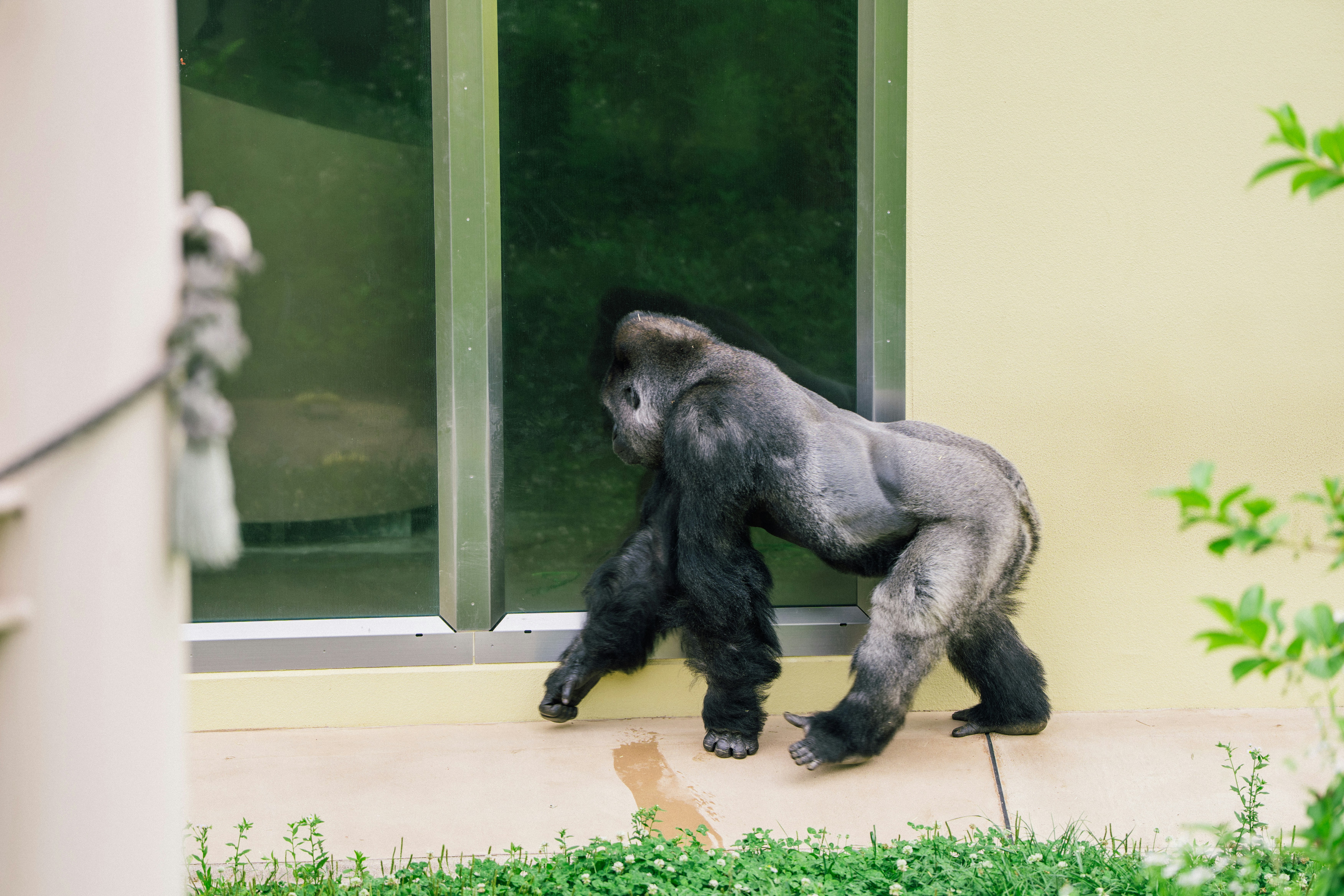 Rumbling Reunion: Young Gorillas Explore a Windowed Corridor