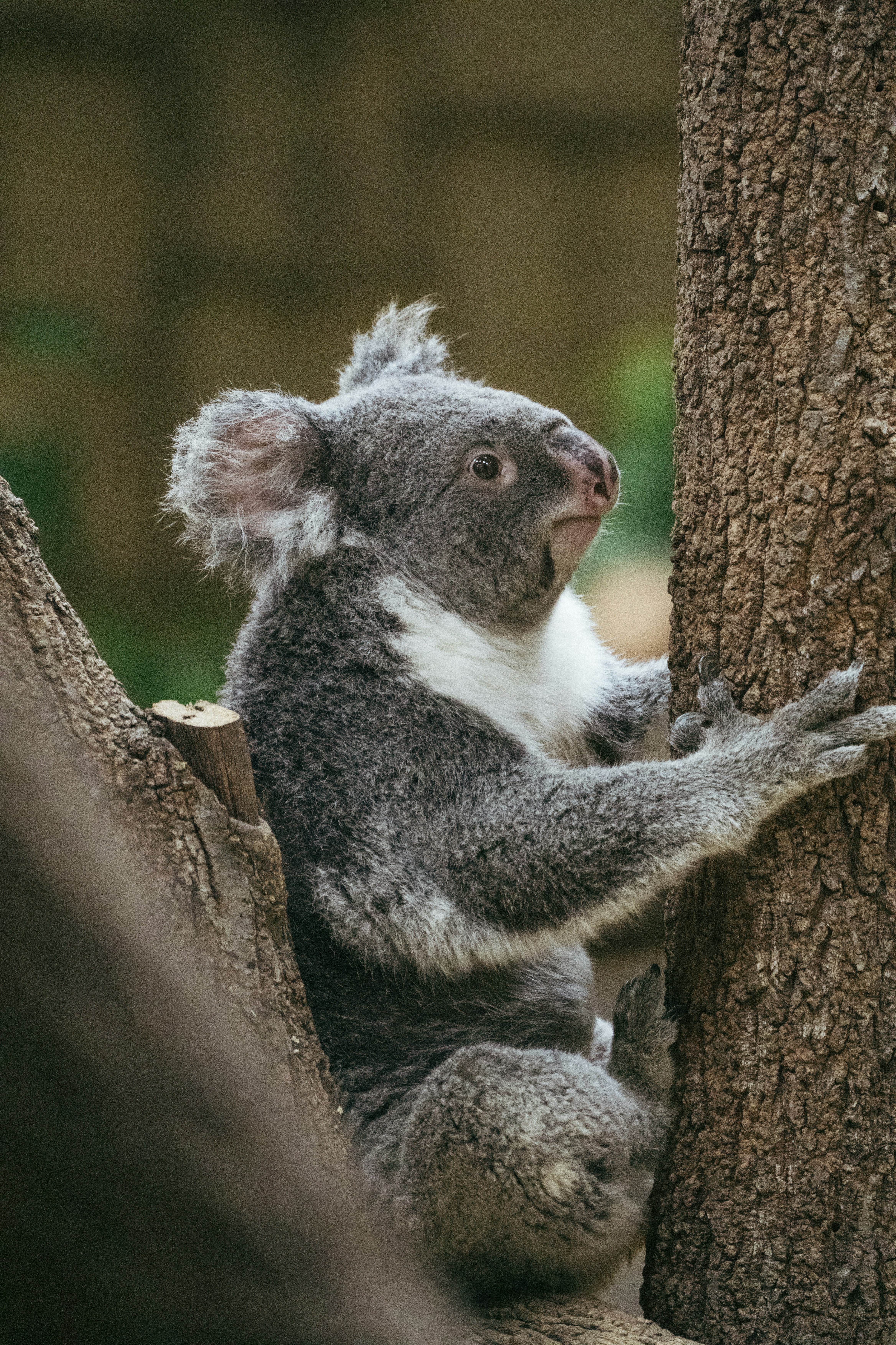 Curious Koala Cling: A Quiet Moment Between Bark and Blur