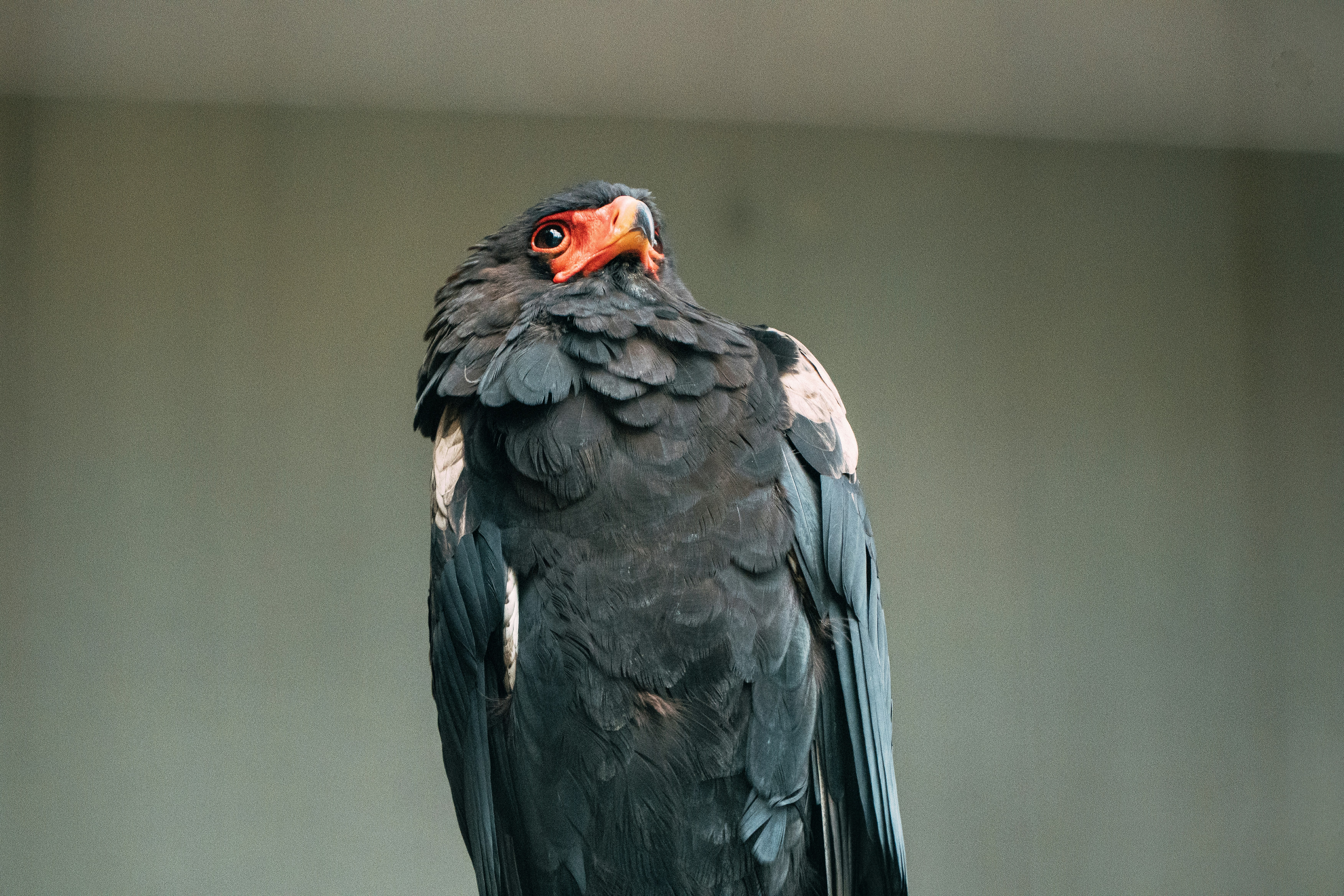 Crimson-eyed Hunter Prefers the Perch