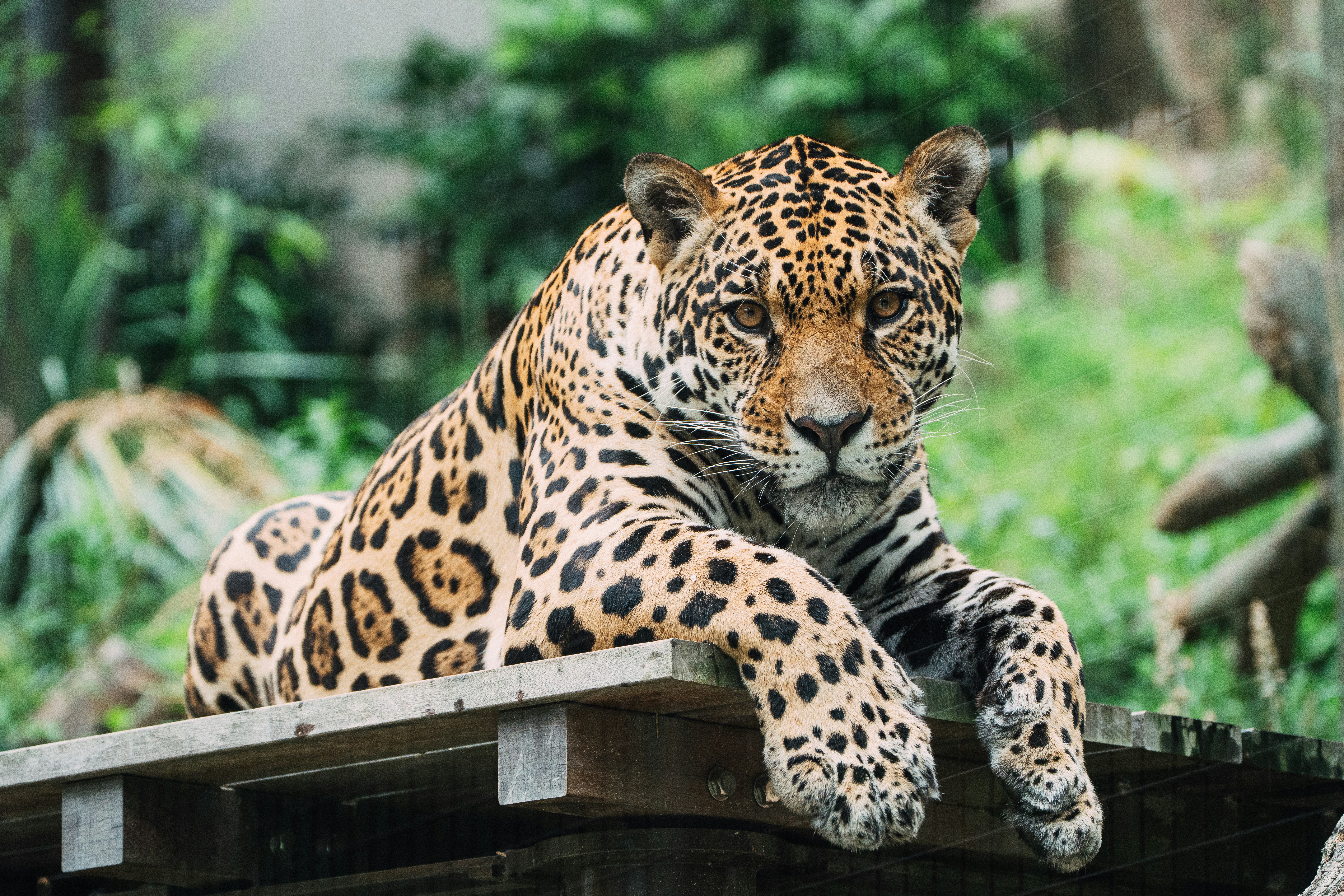 Leopard on a Wooden Limber, Stare Ready
