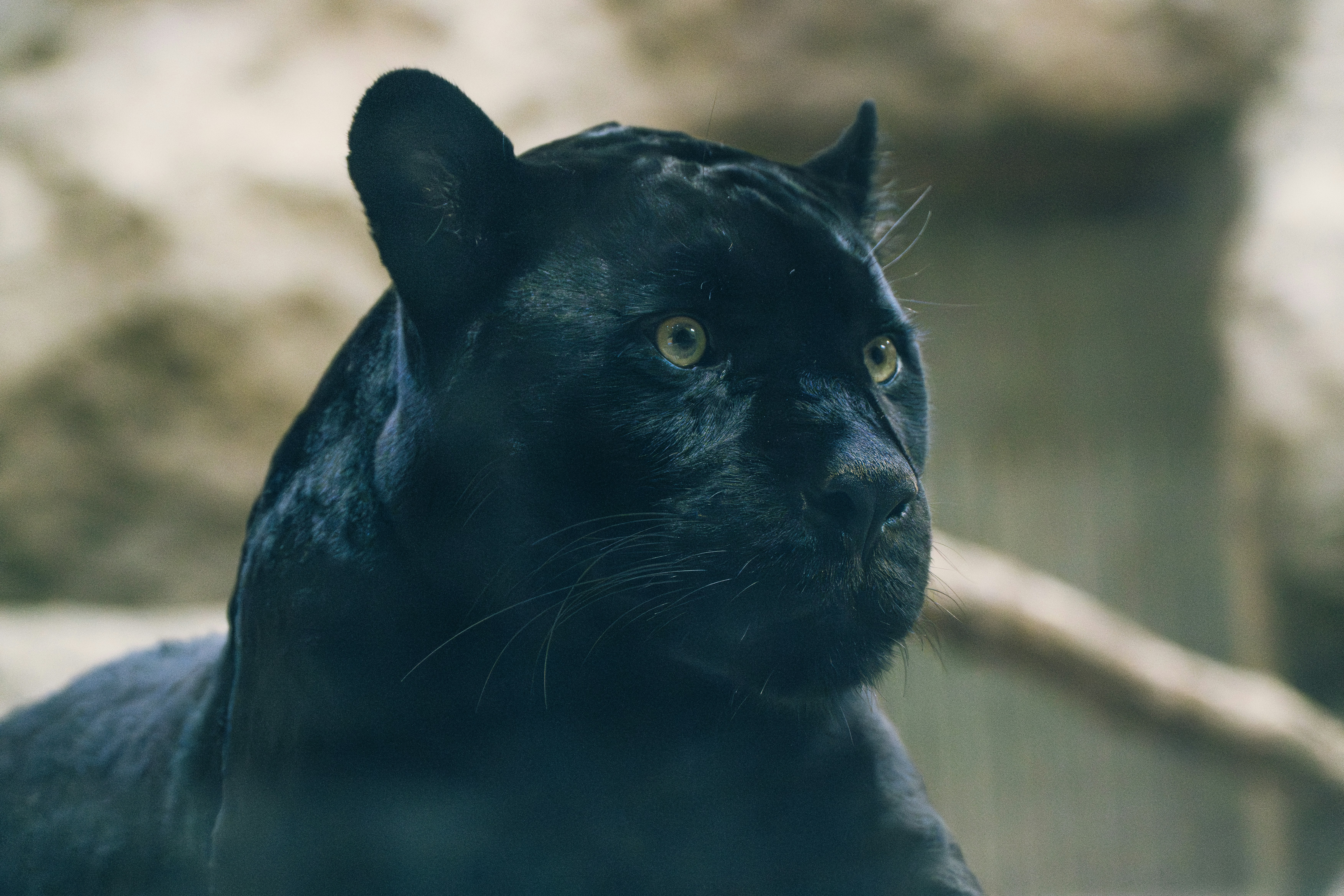 Midnight Gaze: A Black Panther Halting in the Afternoon Light