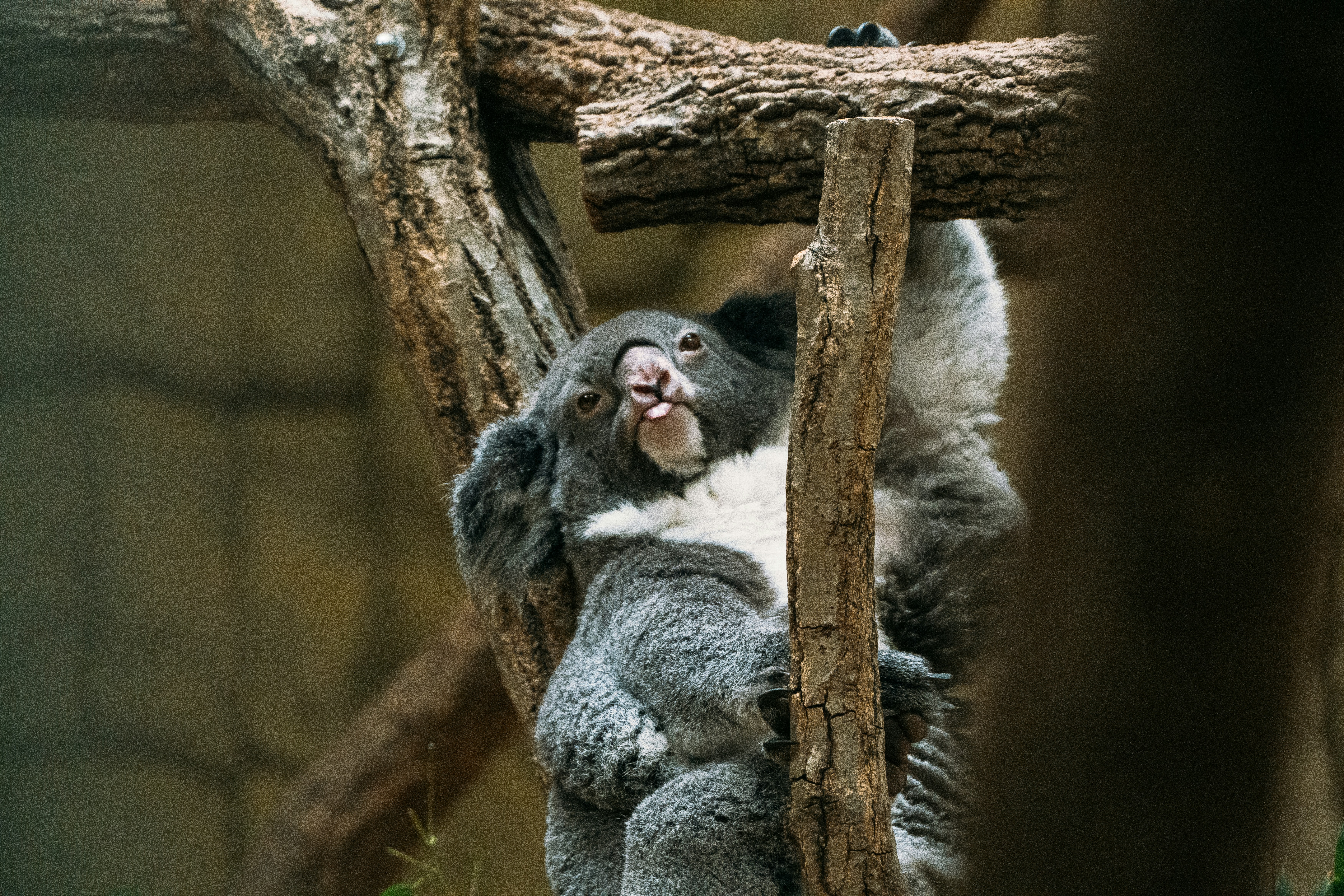 Koala clings to a vertical branch in a dim enclosure, showing a relaxed, contemplative moment with soft fur and textured wood. This is a candid behavioral portrait captured in a zoo setting.