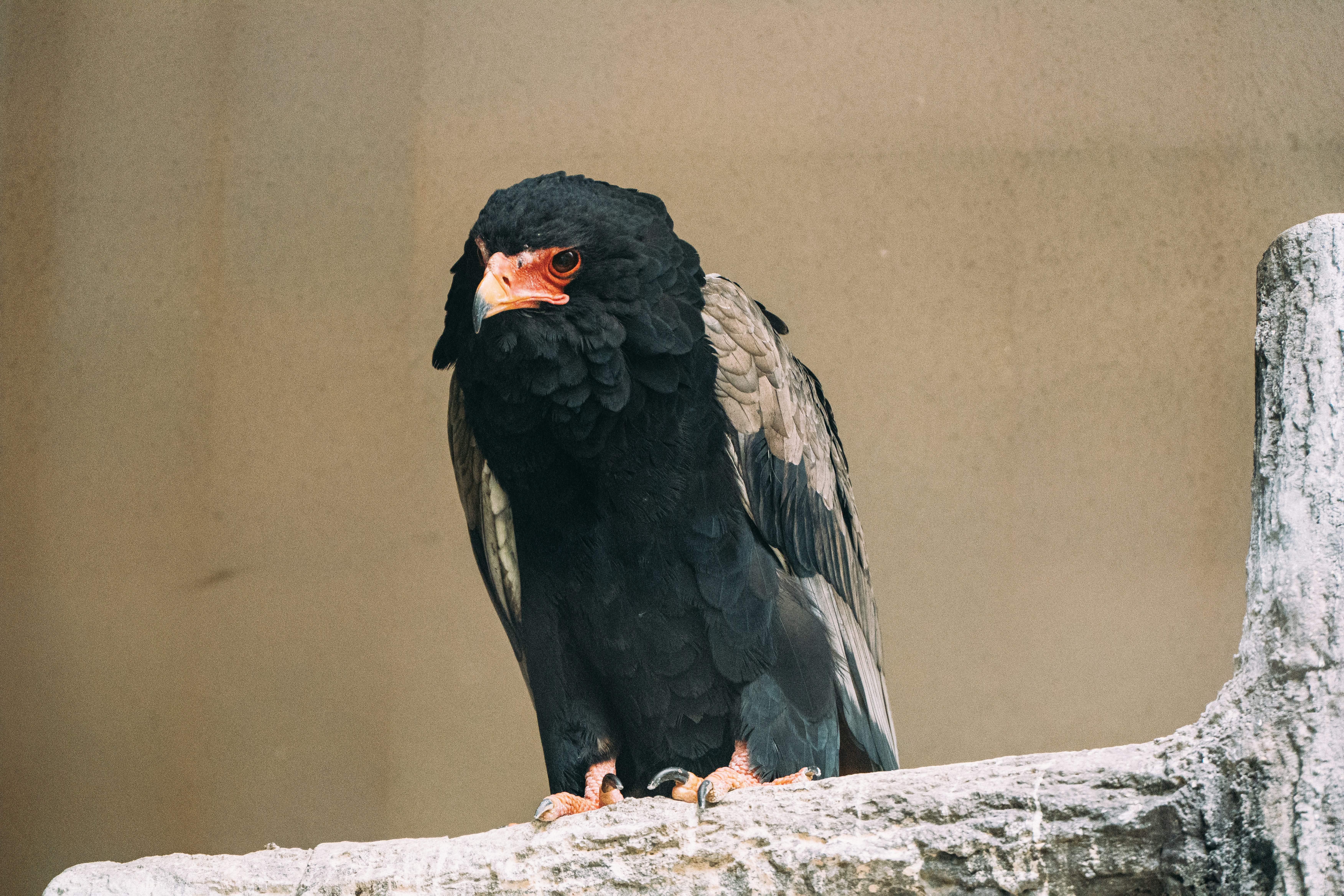 Raptor on a Weathered Perch: A Close Study in Stare and Silence