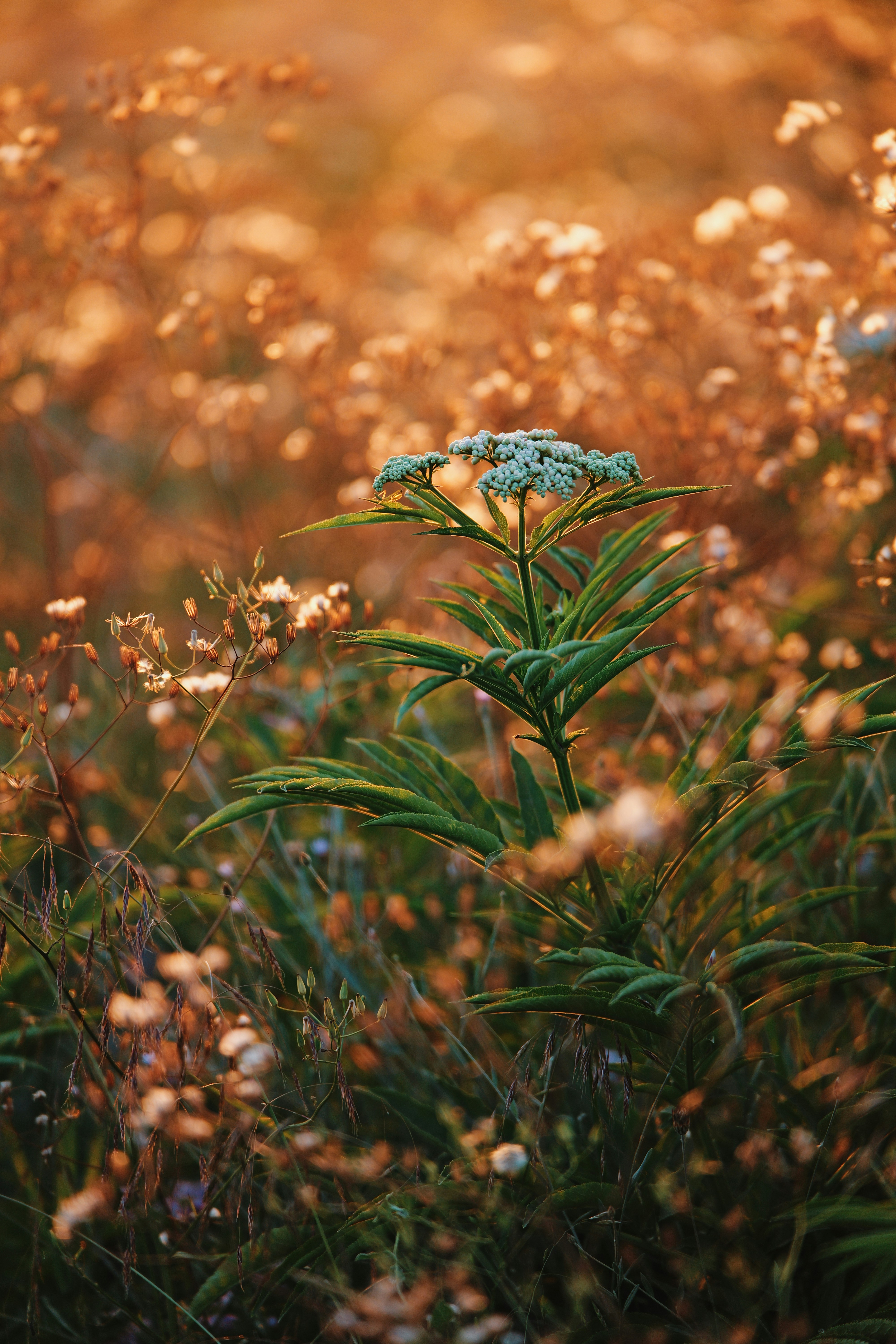 Amber Bloom: Center Stage of a Meadow in Warm Haze