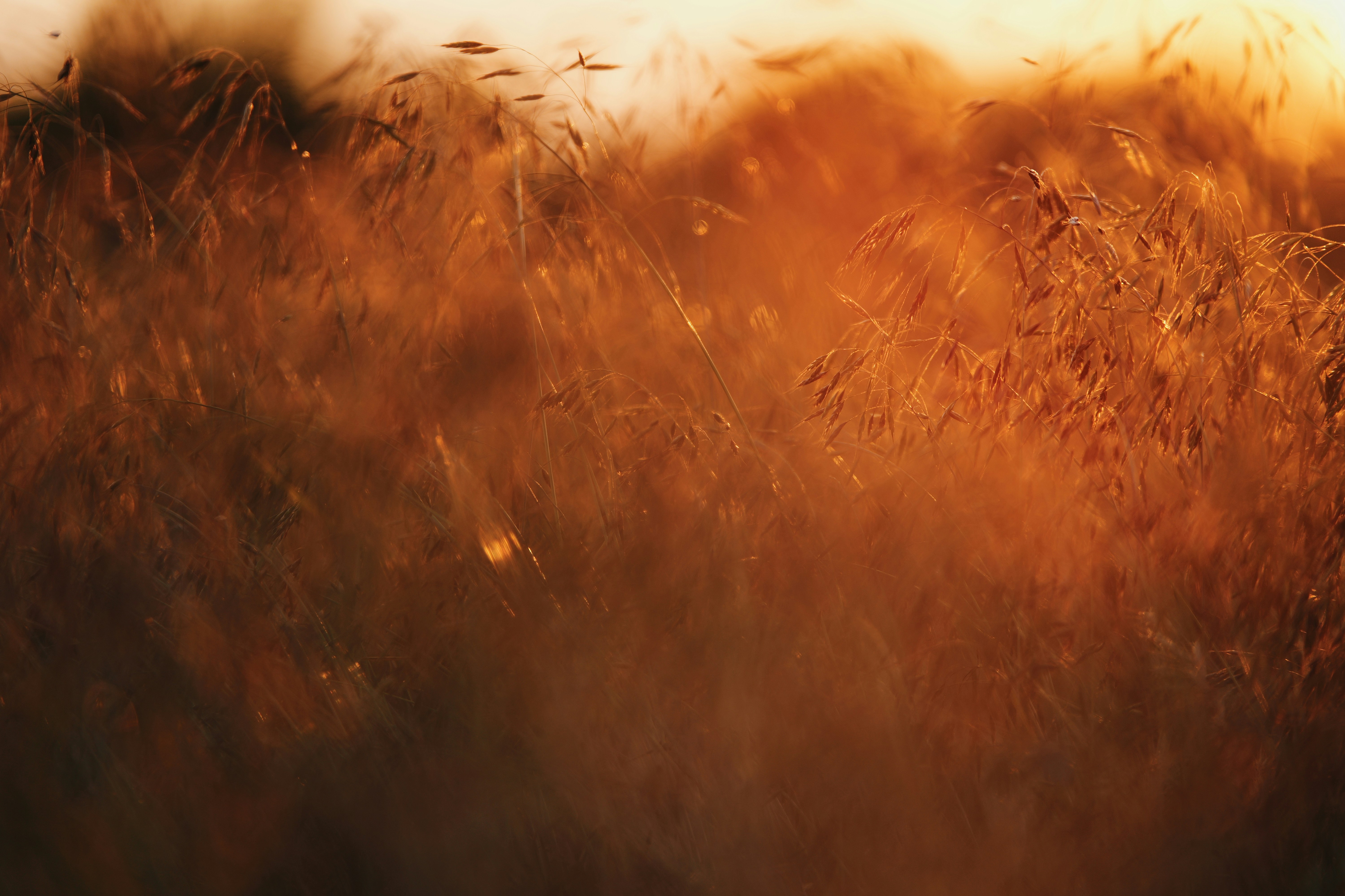 Golden Hour in a Blaze of Grass