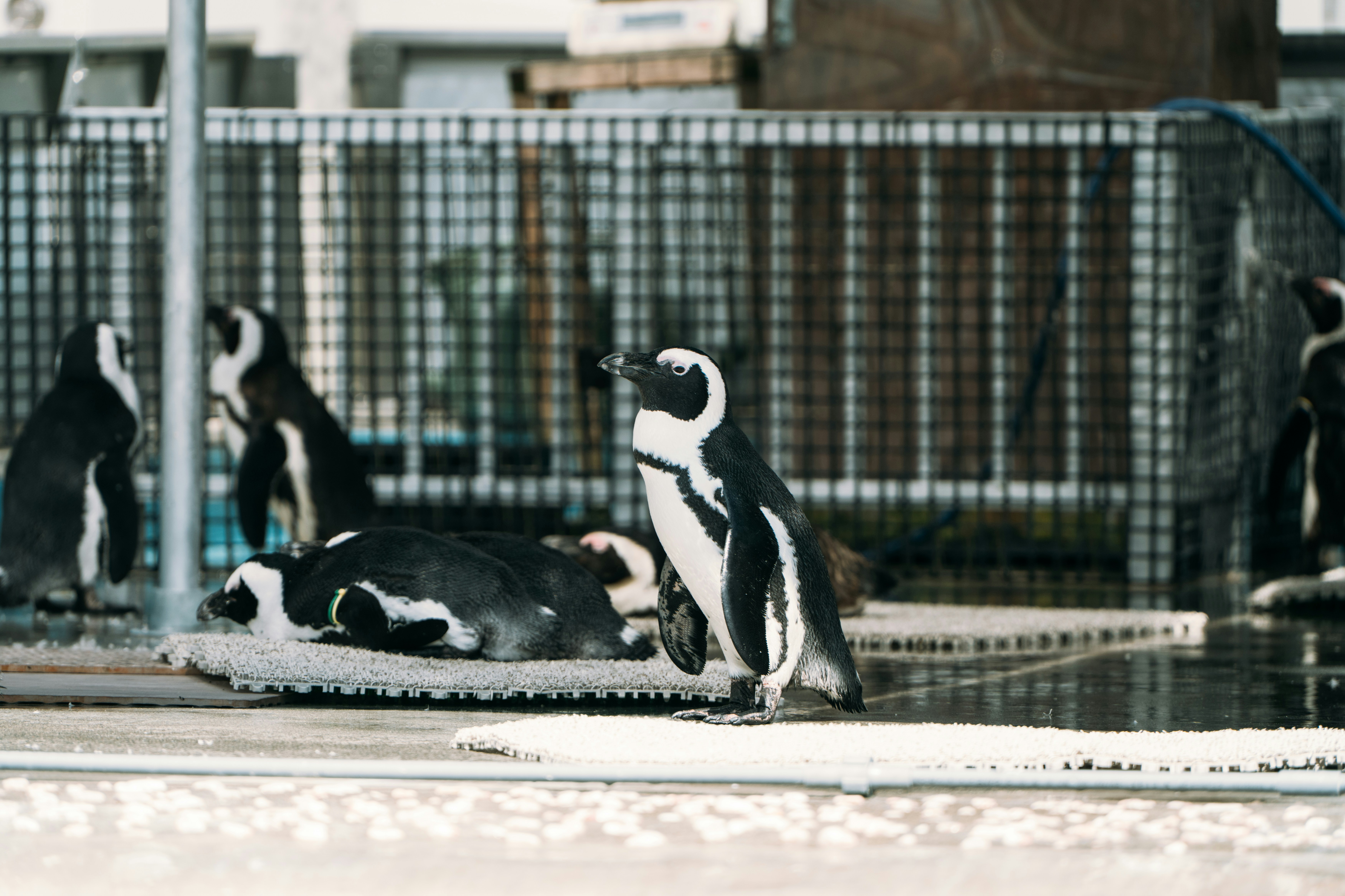 Penguin Placid: A Quiet Poolside Moment Behind the Fence