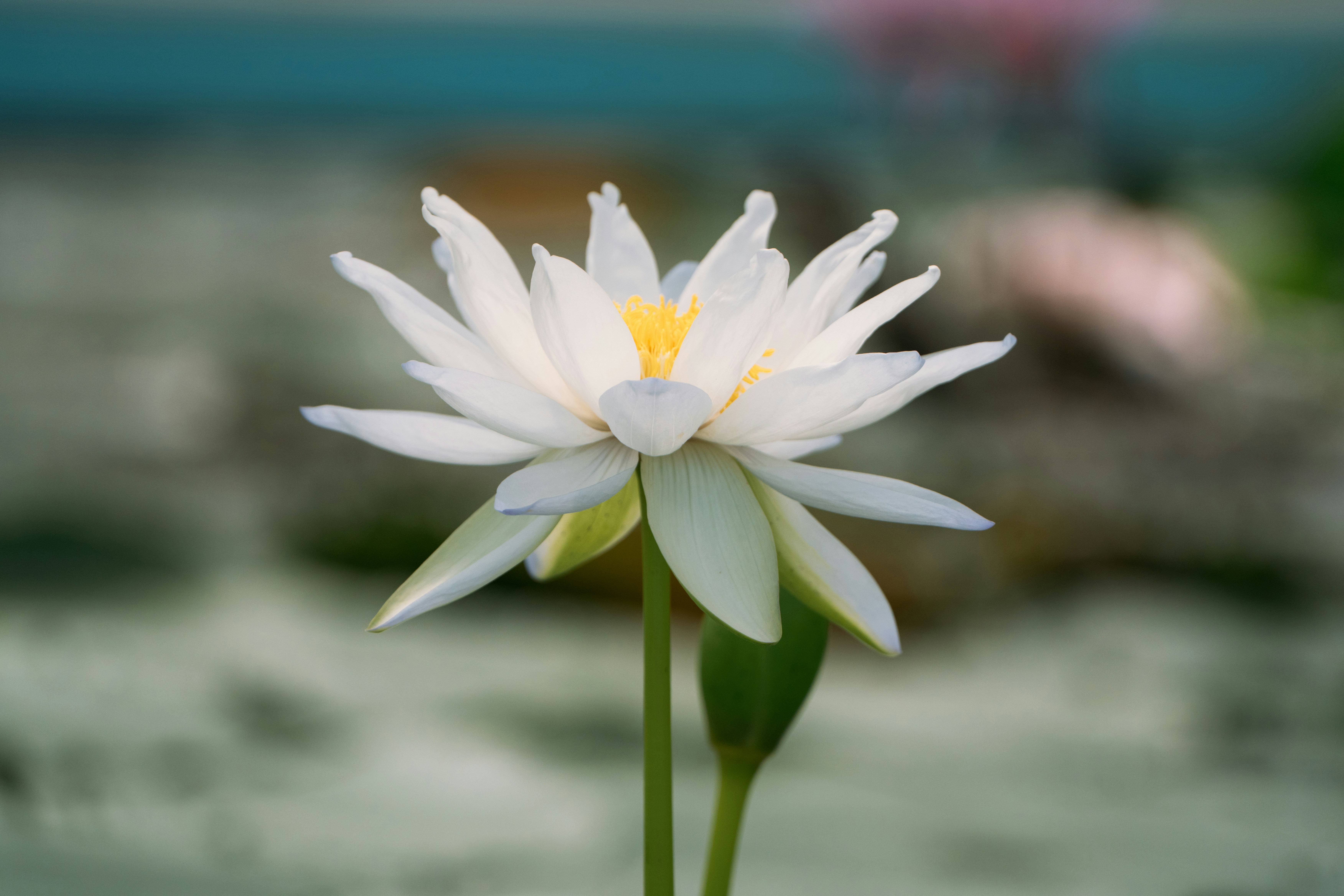 White Water Lily in Focus: Centered Bloom Against a Blurred Pond