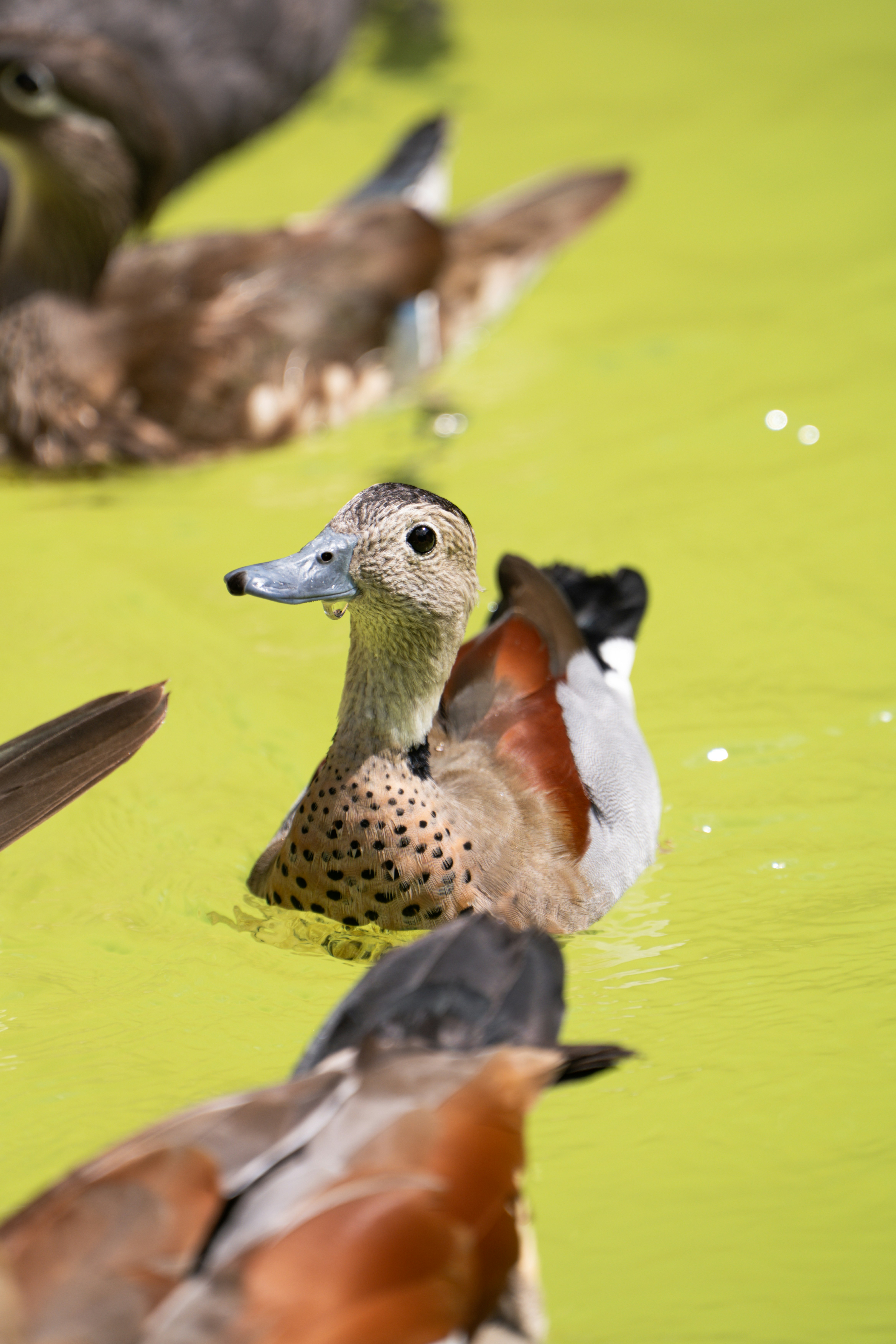 Emerald Pond Parade: A Mallard in Lime Waters