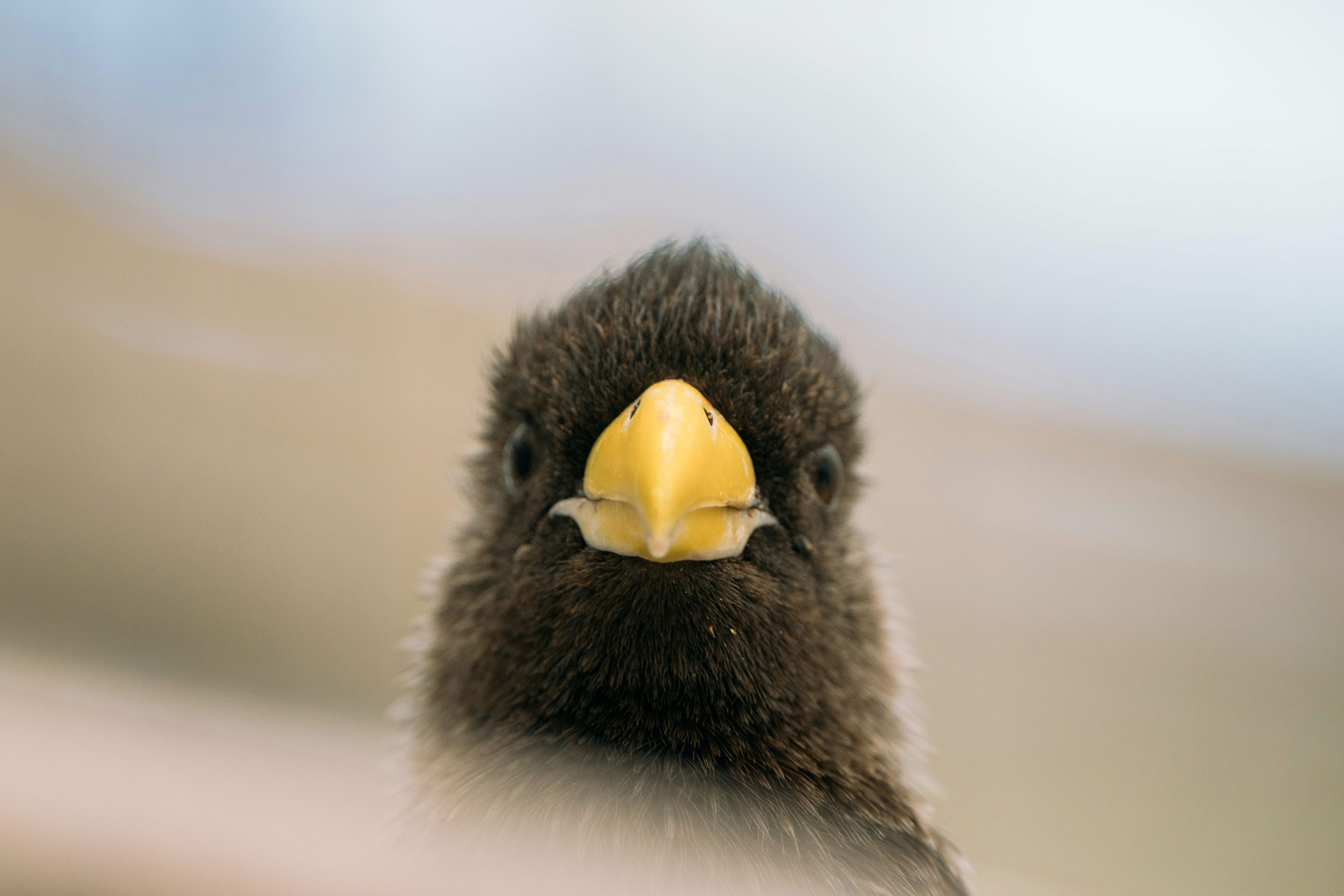 Curious Gaze: A Puff of Down and a Bright Beak
