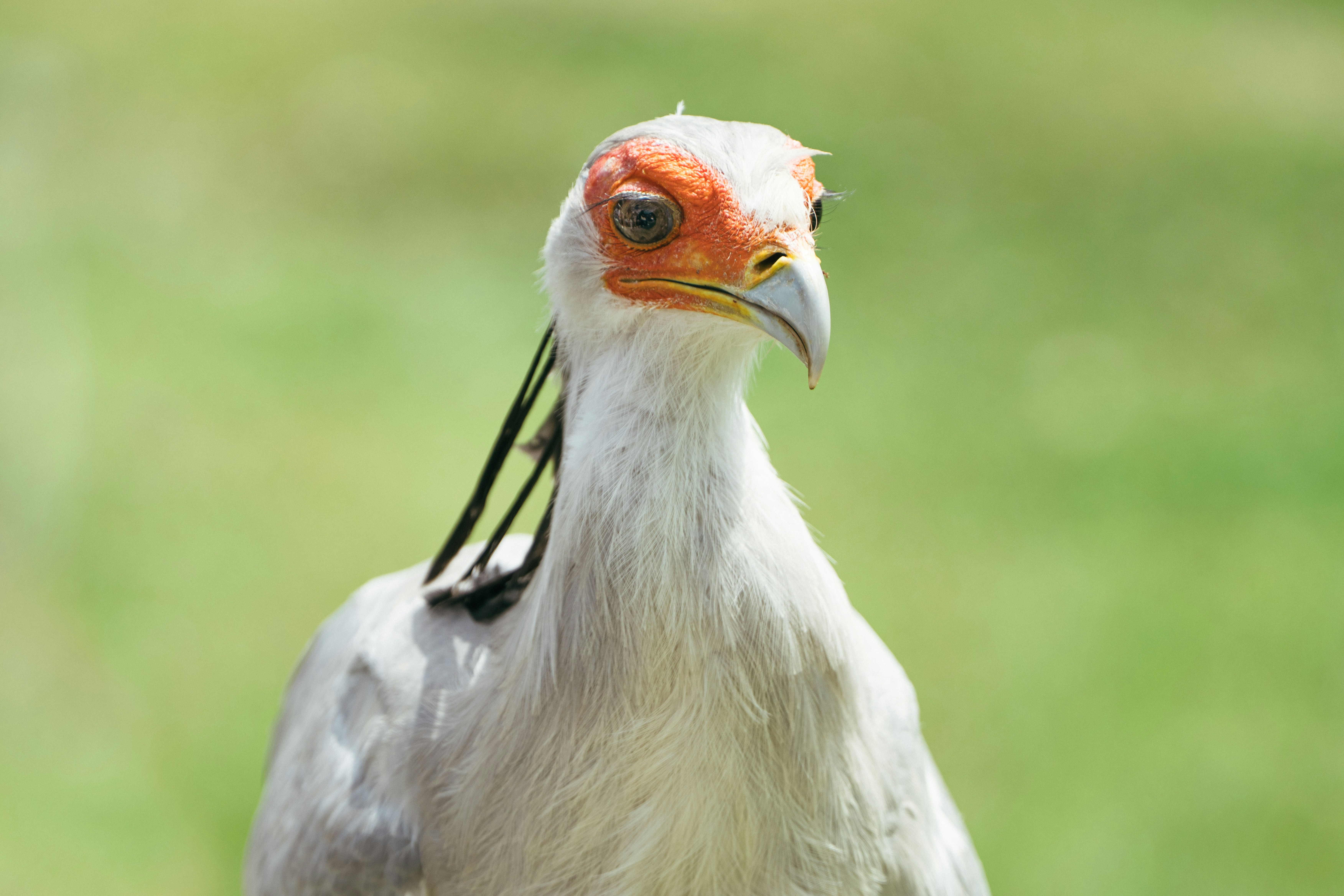 Red-Faced Crane: Portrait of a Striking Crane in Soft Focus