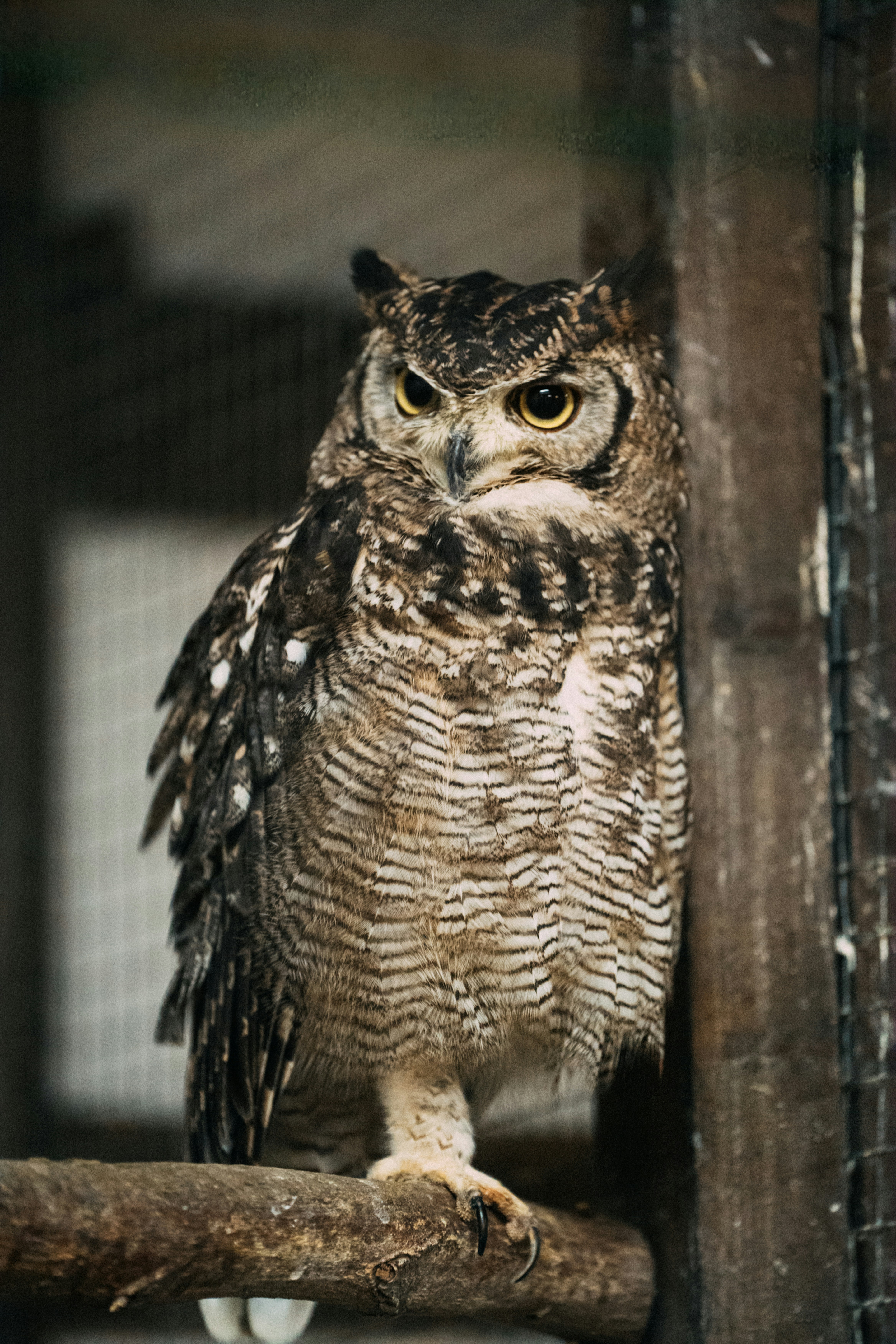 Watchful Glimpse: Burrowing Owl in a Quiet Enclosure