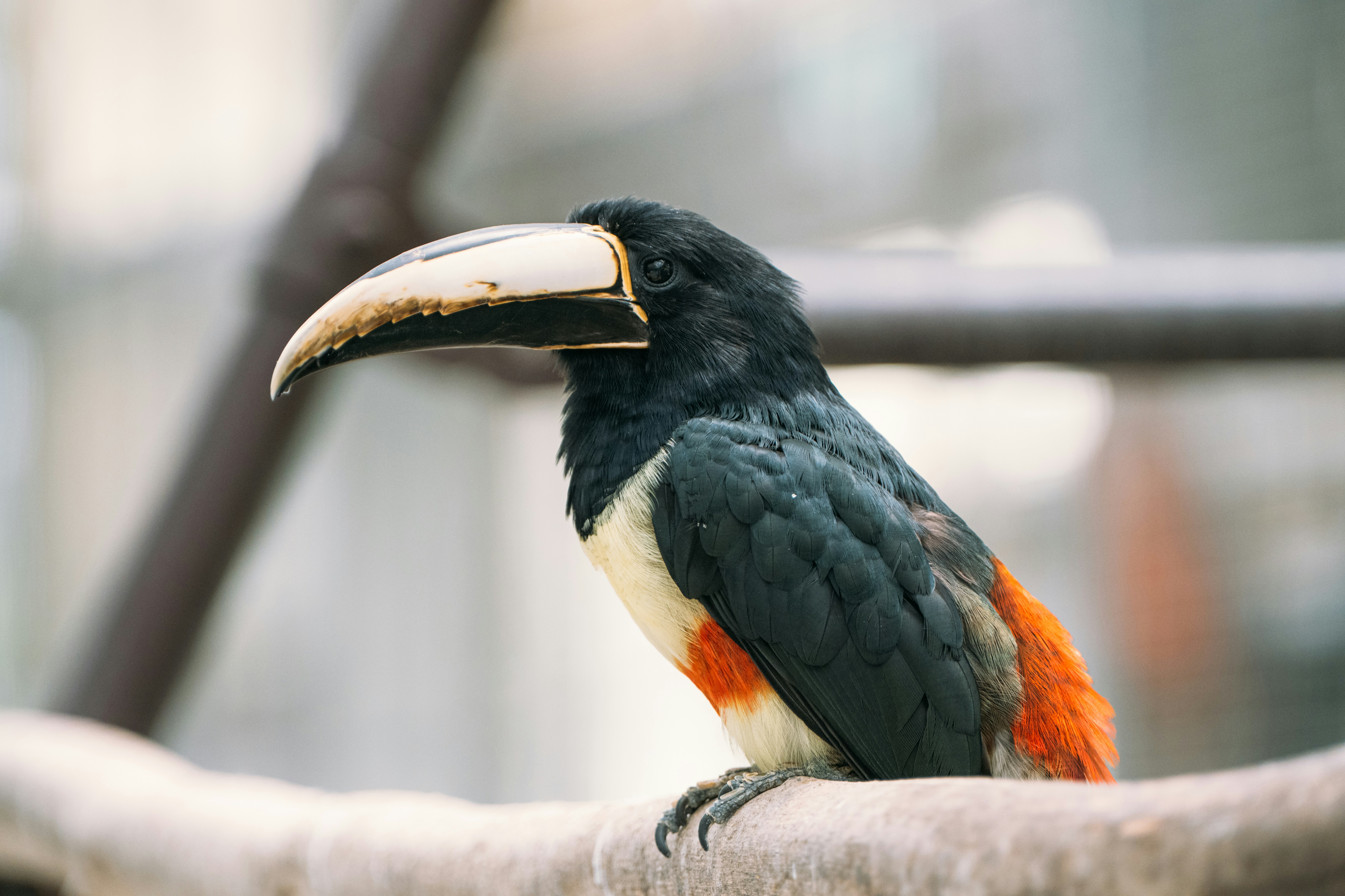 Scarlet-breasted Toucan perched on a weathered branch