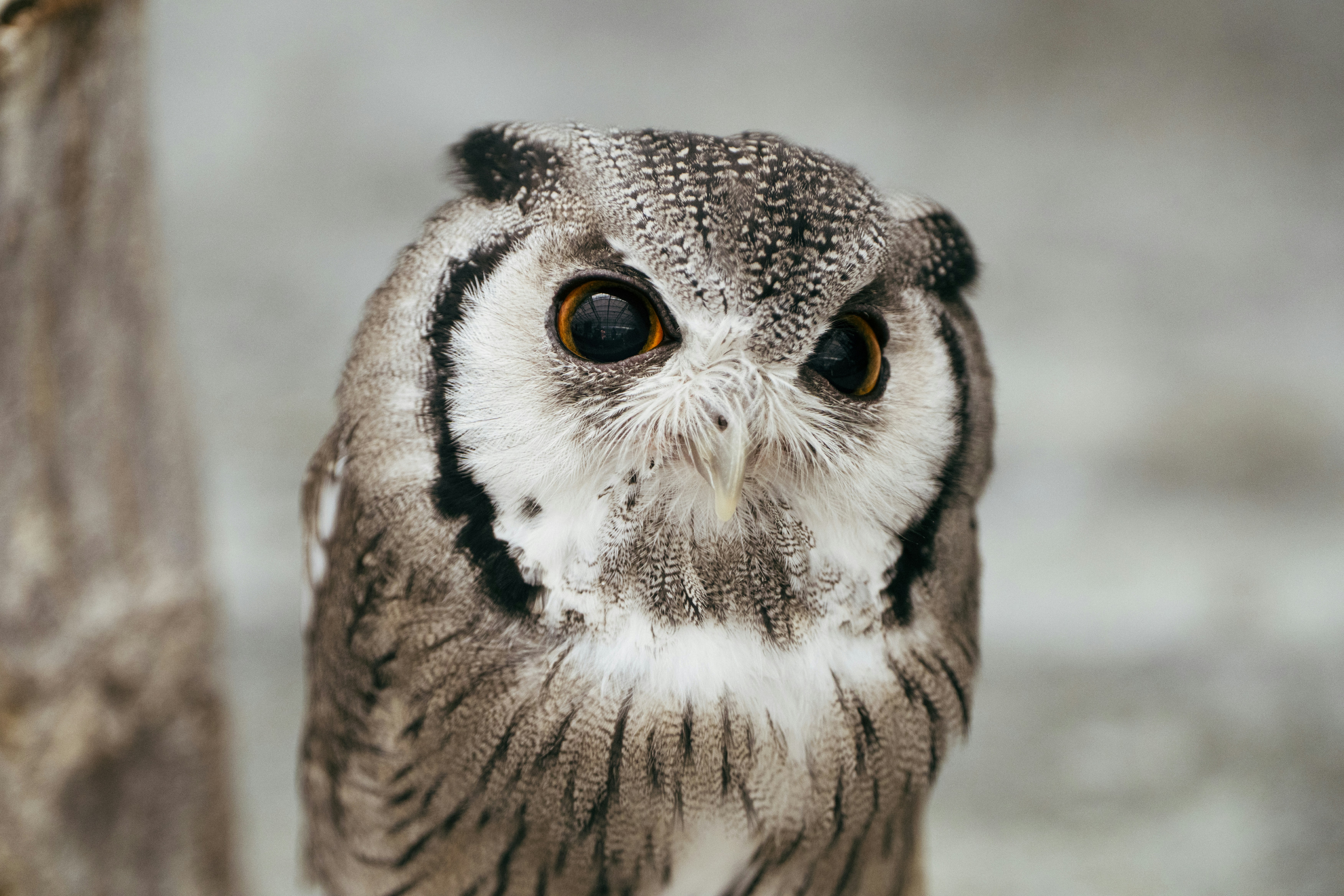 Eyes of the Forest: An Owl Gaze