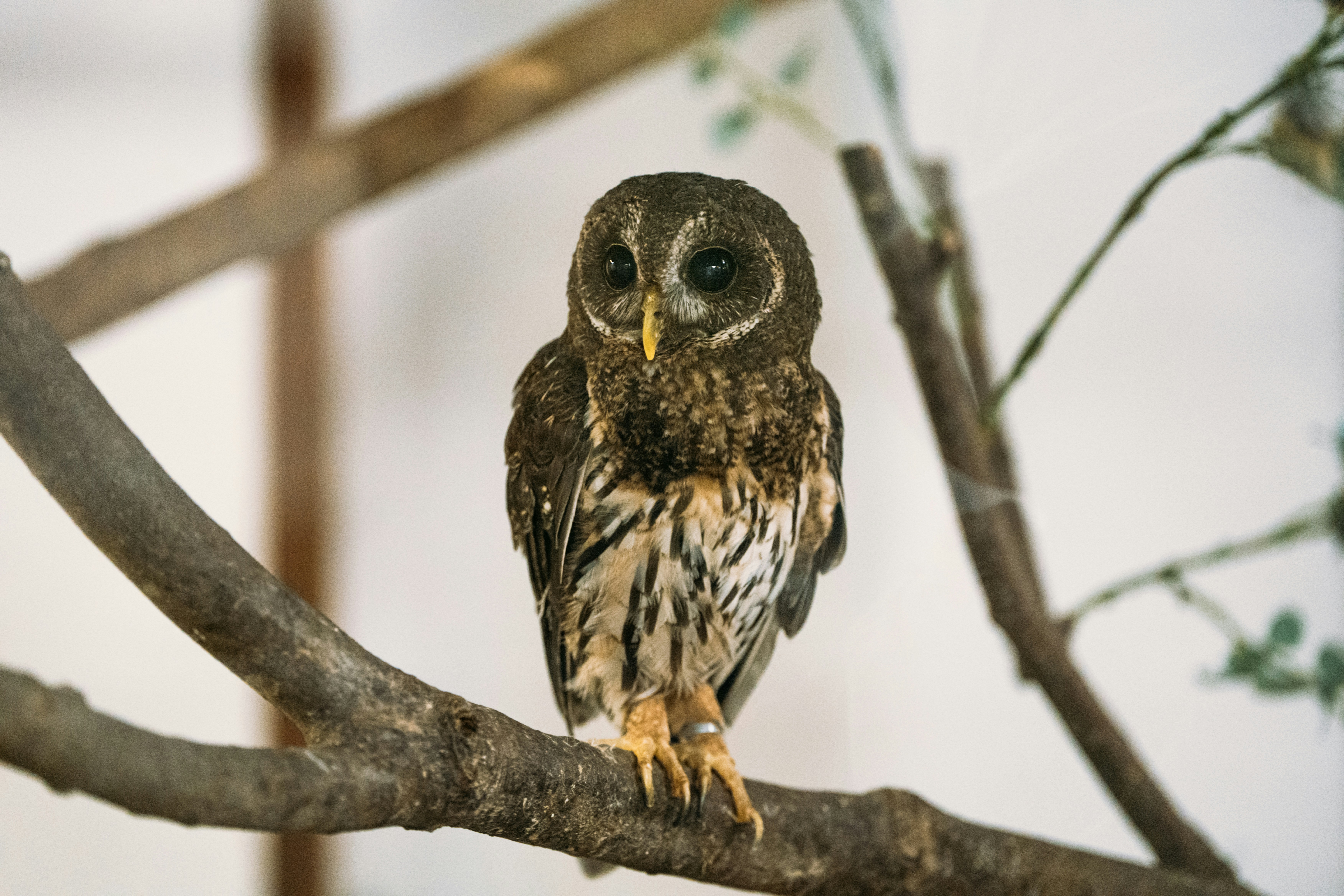 Curious Gaze: A Small Owl Perched on a Branch