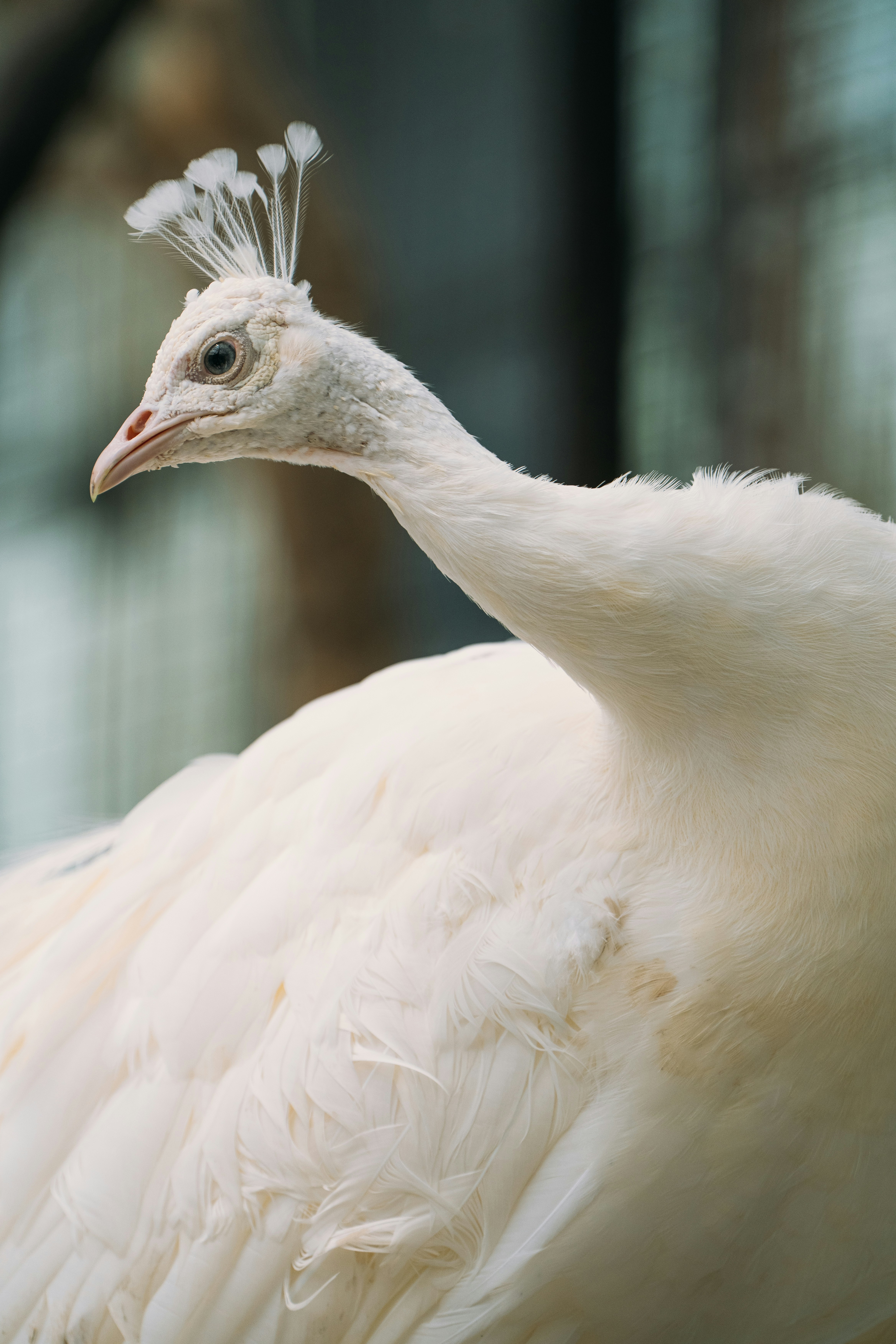 Elegance in White: A Quiet Moment with a Primrose-Crested Peafowl