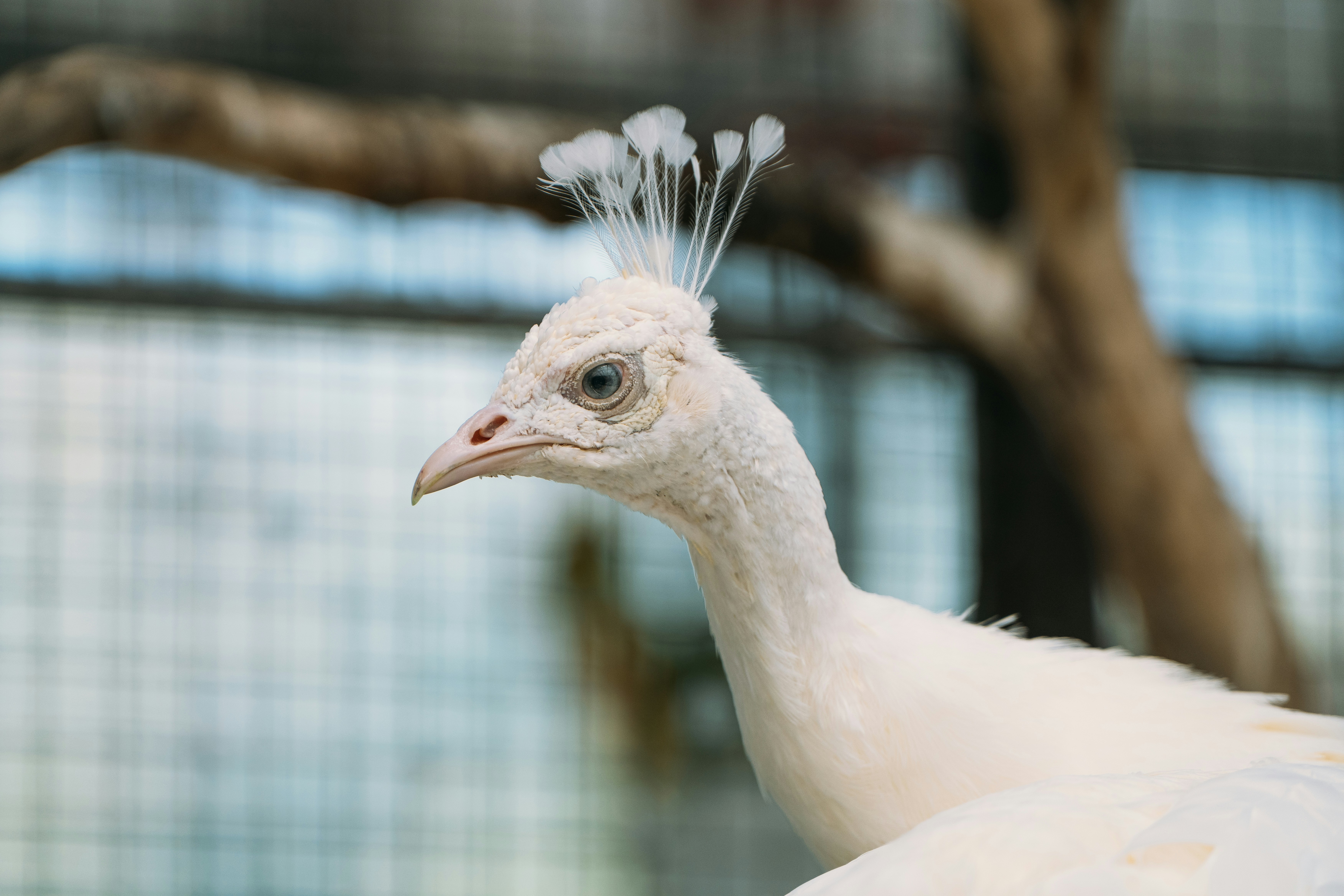 Crested White Peacock Profile Against a Grid