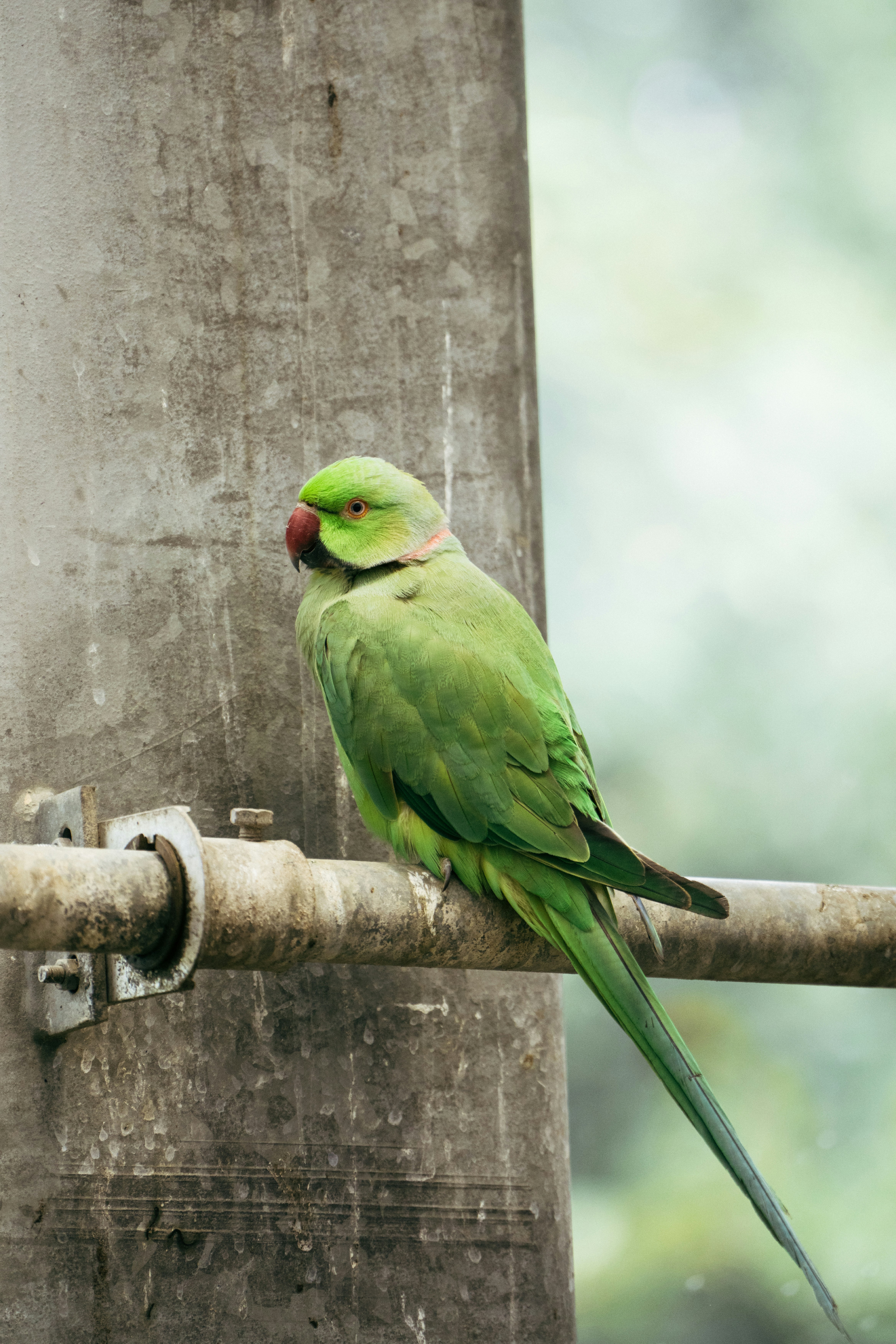 Emerald Styler: A Green Parrot Perched on a Pipe