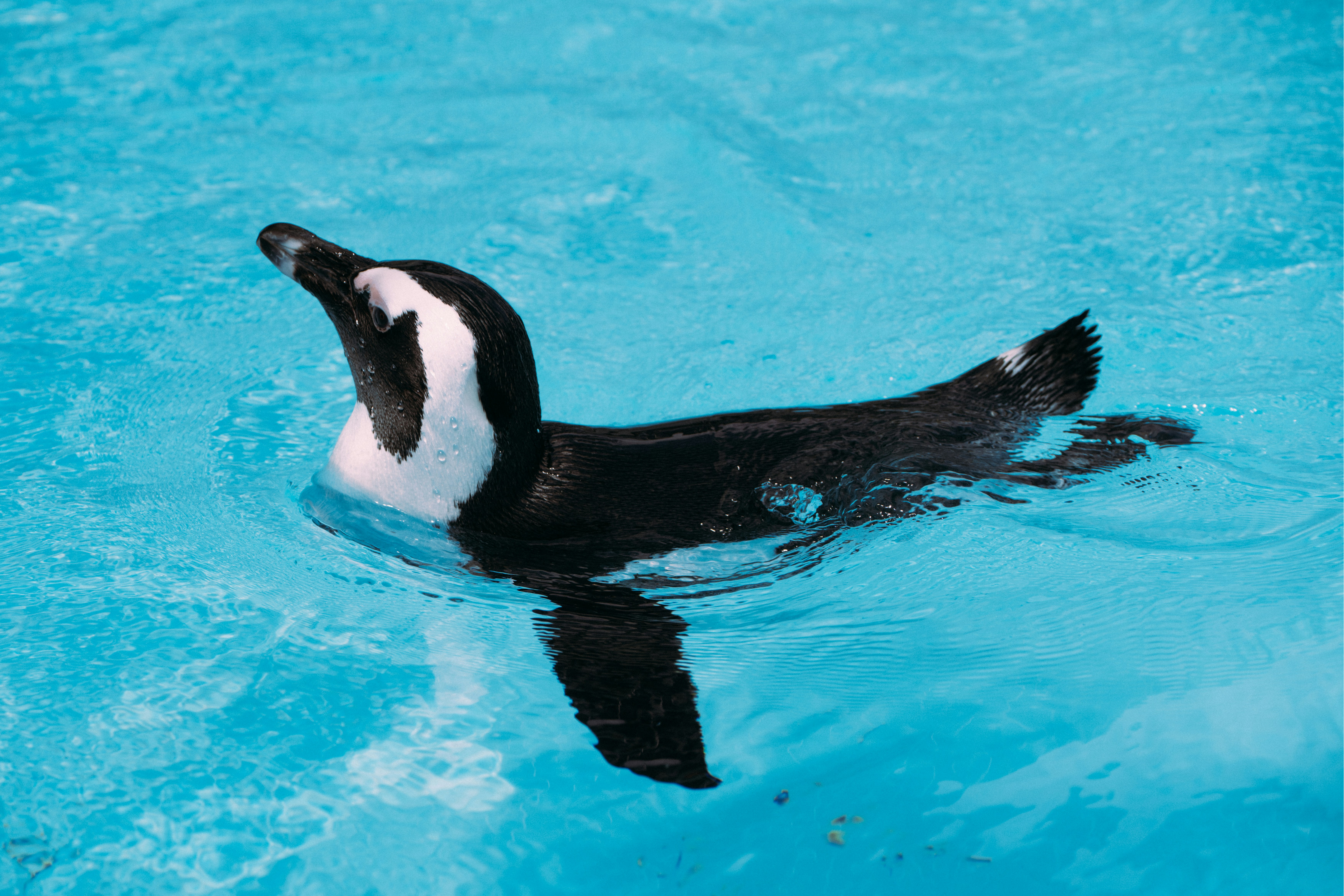 Penguin in a Bright Blue Pool: A Daring Swim