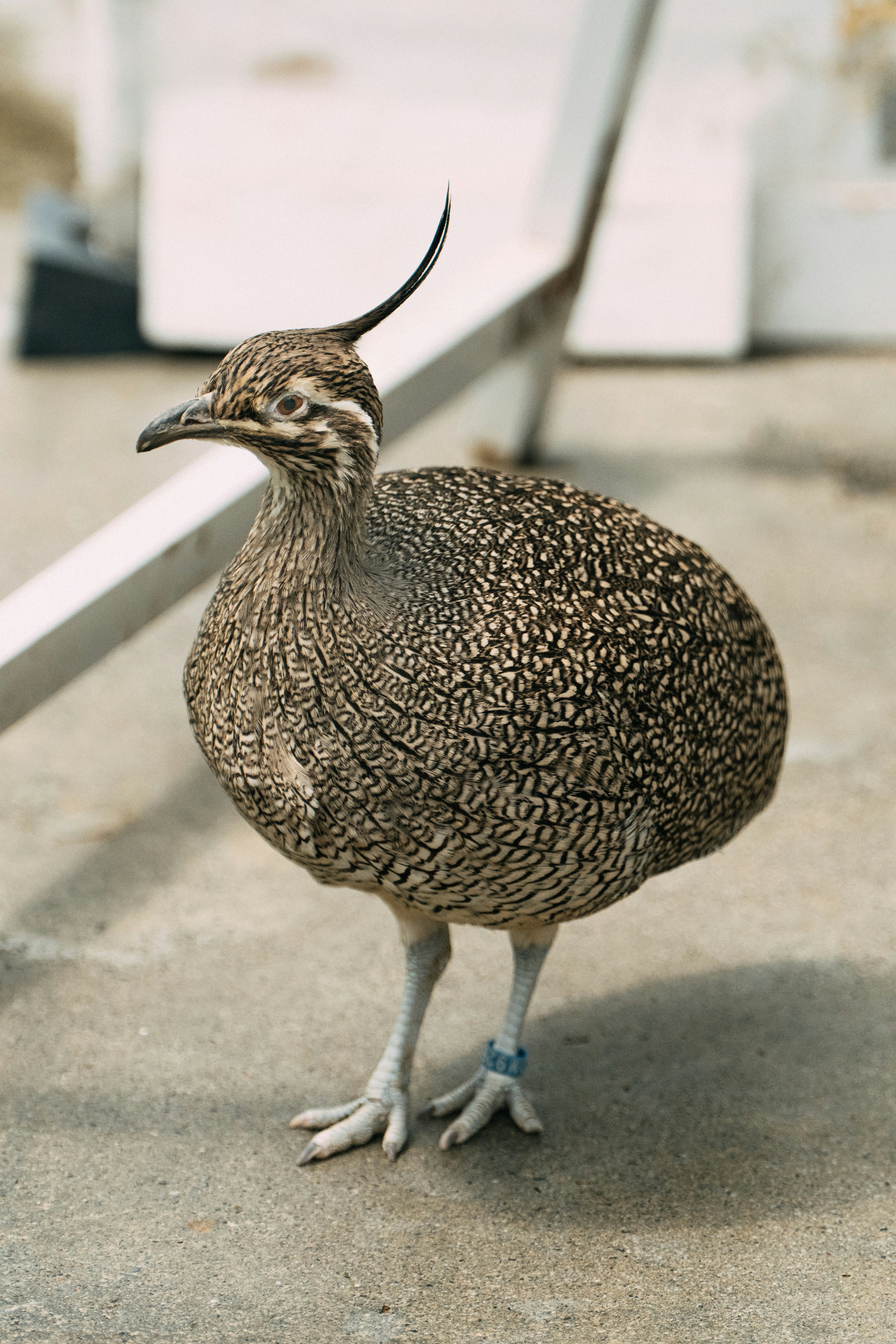 Curious Guineafowl Standing on a Concrete Yard