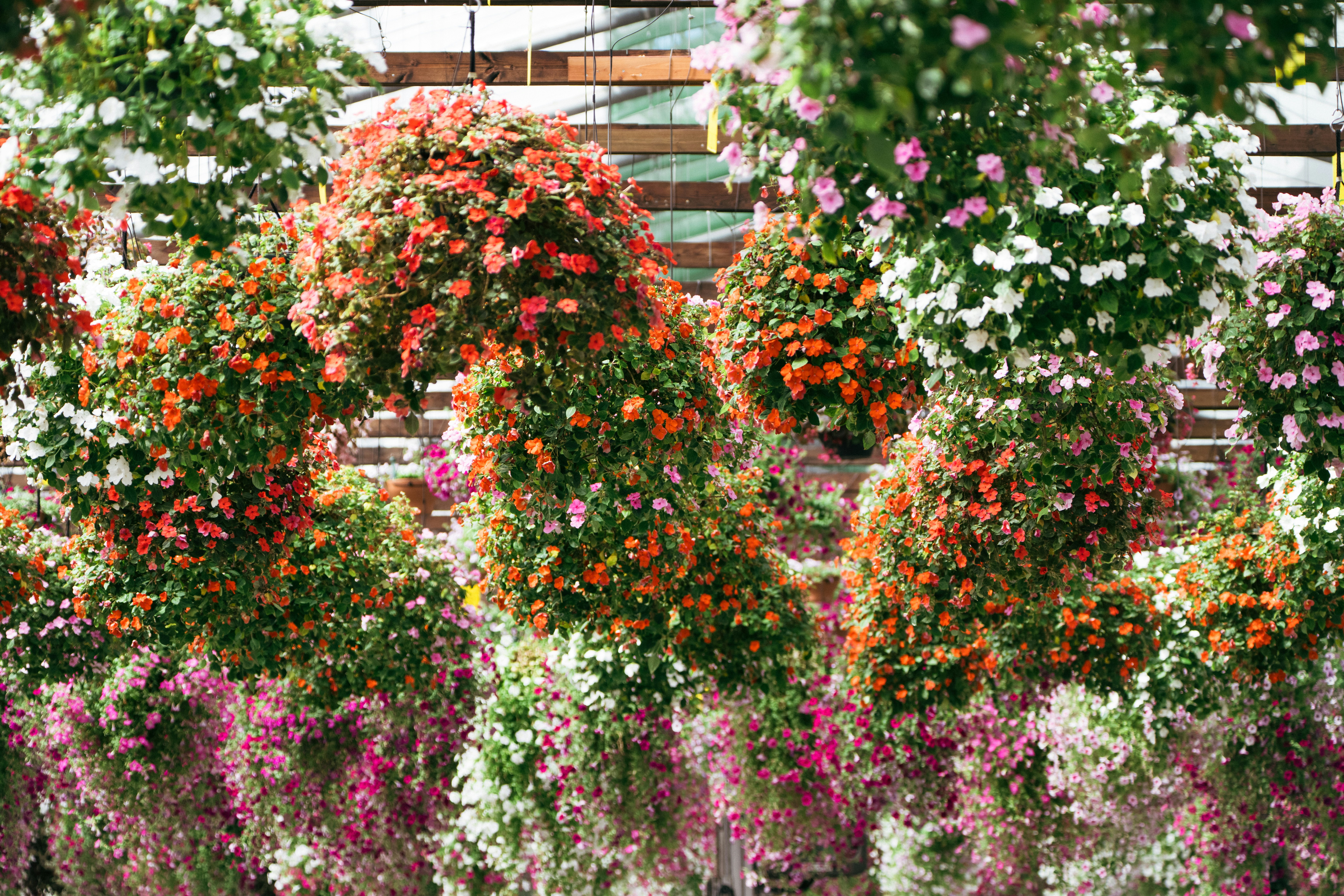 Bouquet on a Pergola: Hanging Floral Tapestry in Warm Afternoon Light
