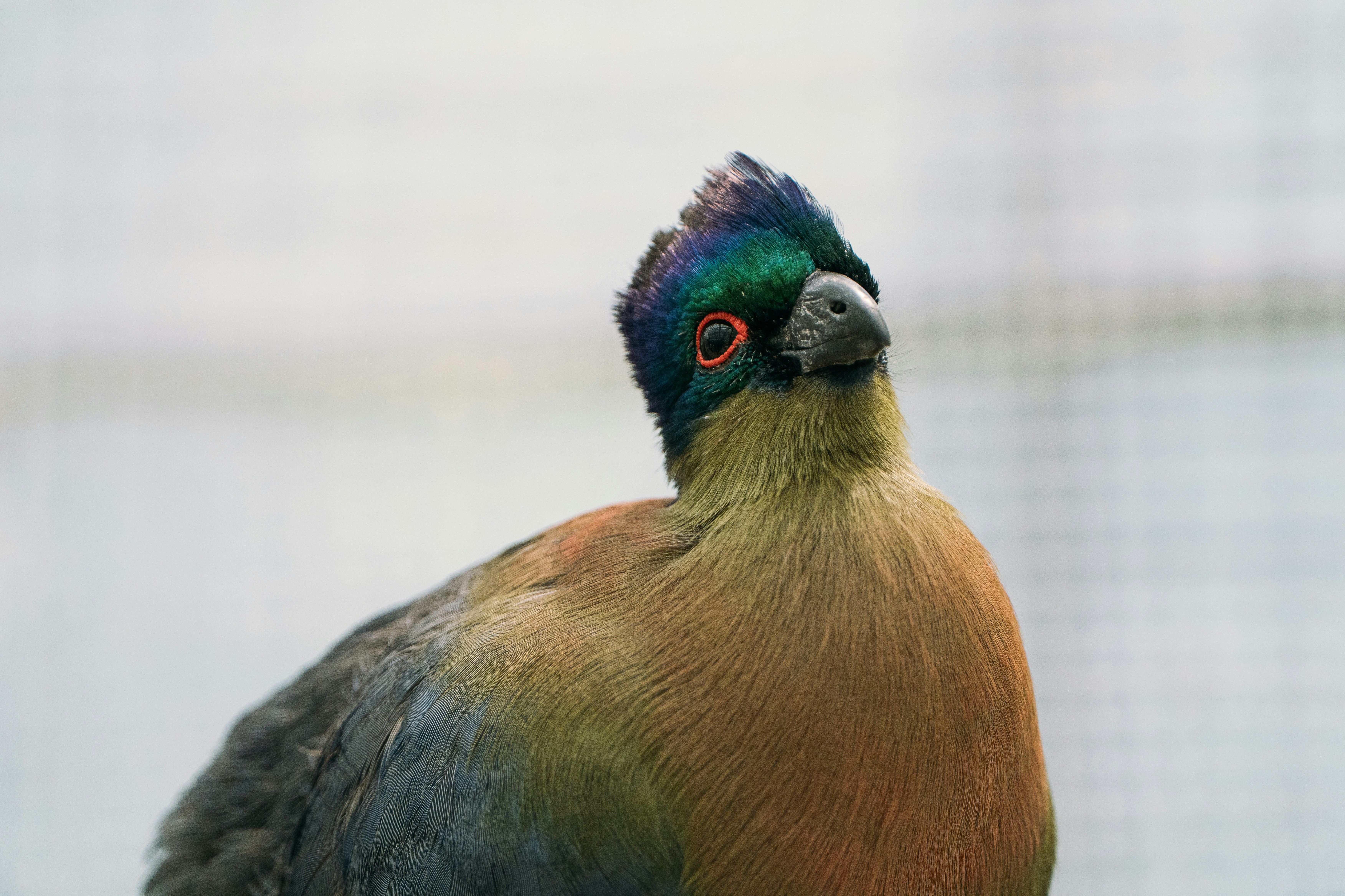 Color-Field Kingfisher: A Close-Up in Gentle Light