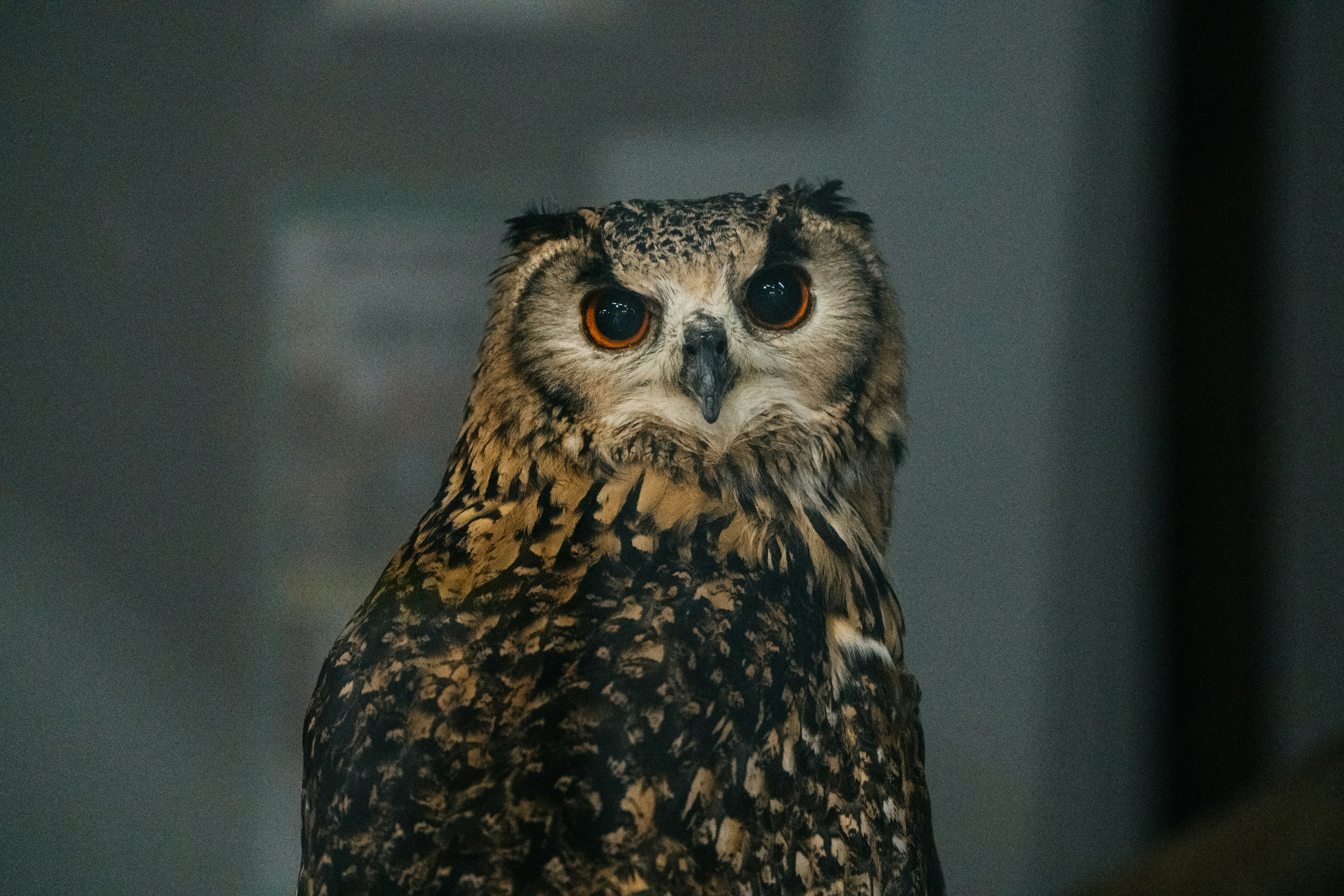 Inquisitive Gaze: The Owl Maintains Eye Contact